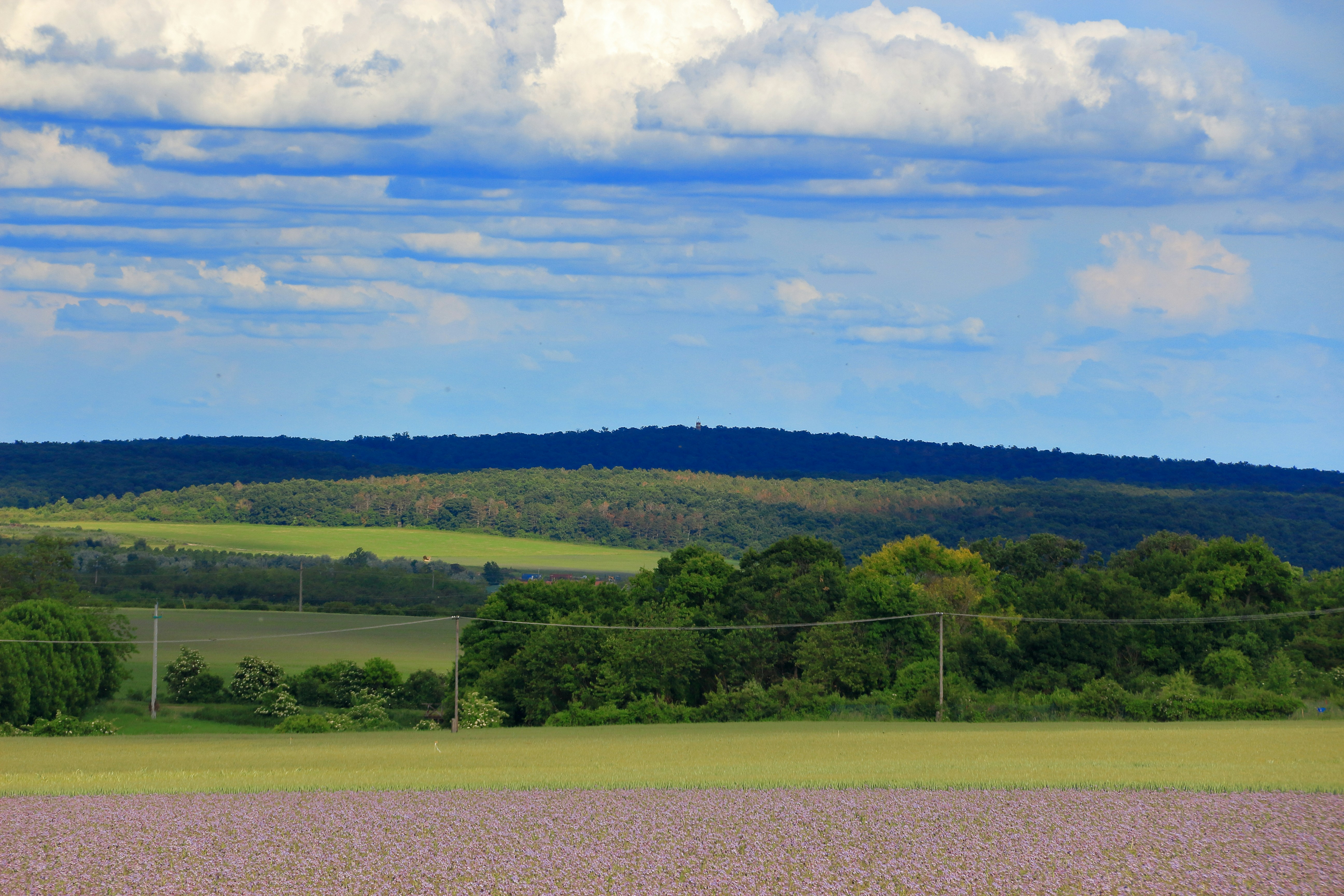 Pink-Flower Field Meets Emerald Farmland Under a Layered Sky