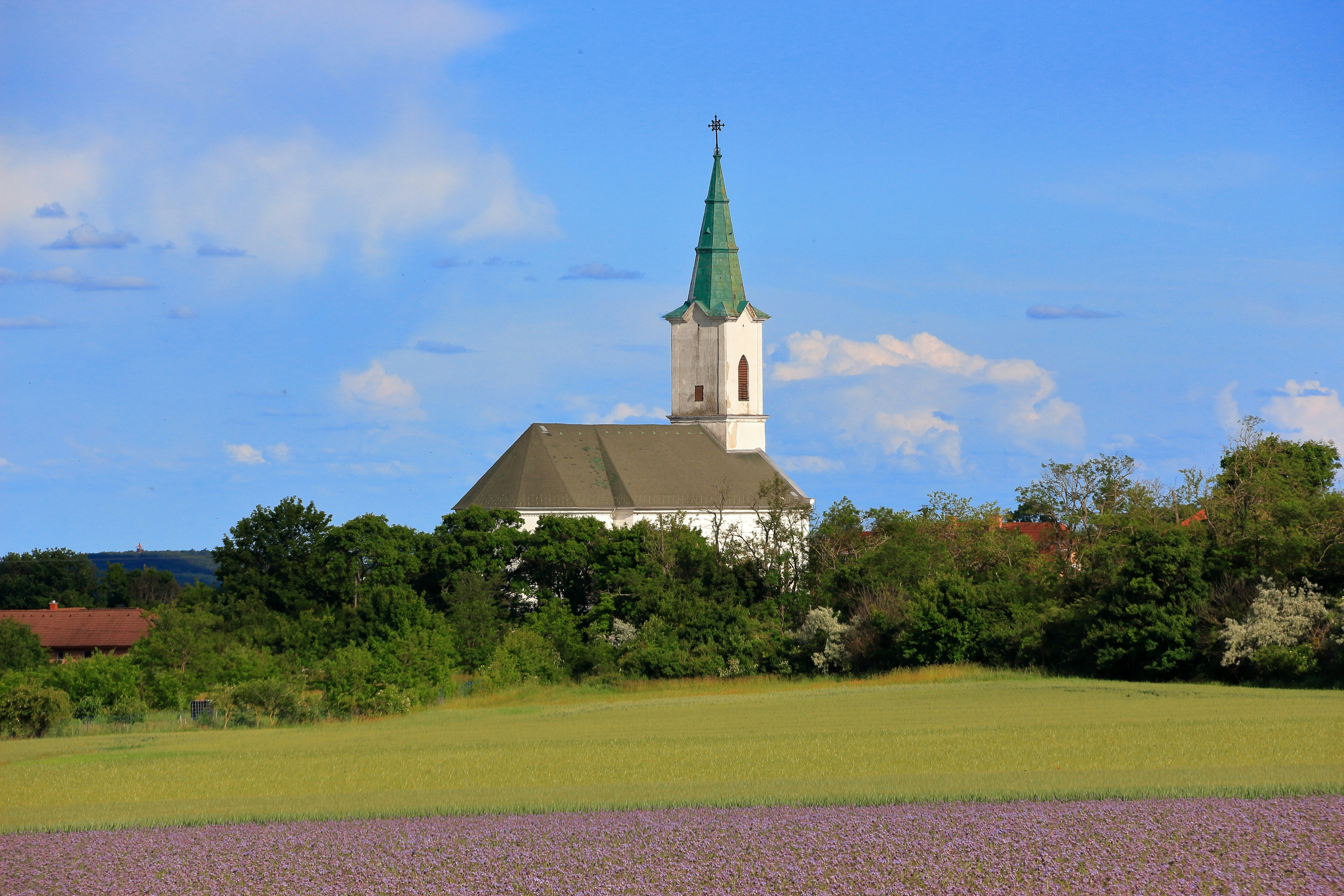 The Green Spire Rising Over Lavender Fields