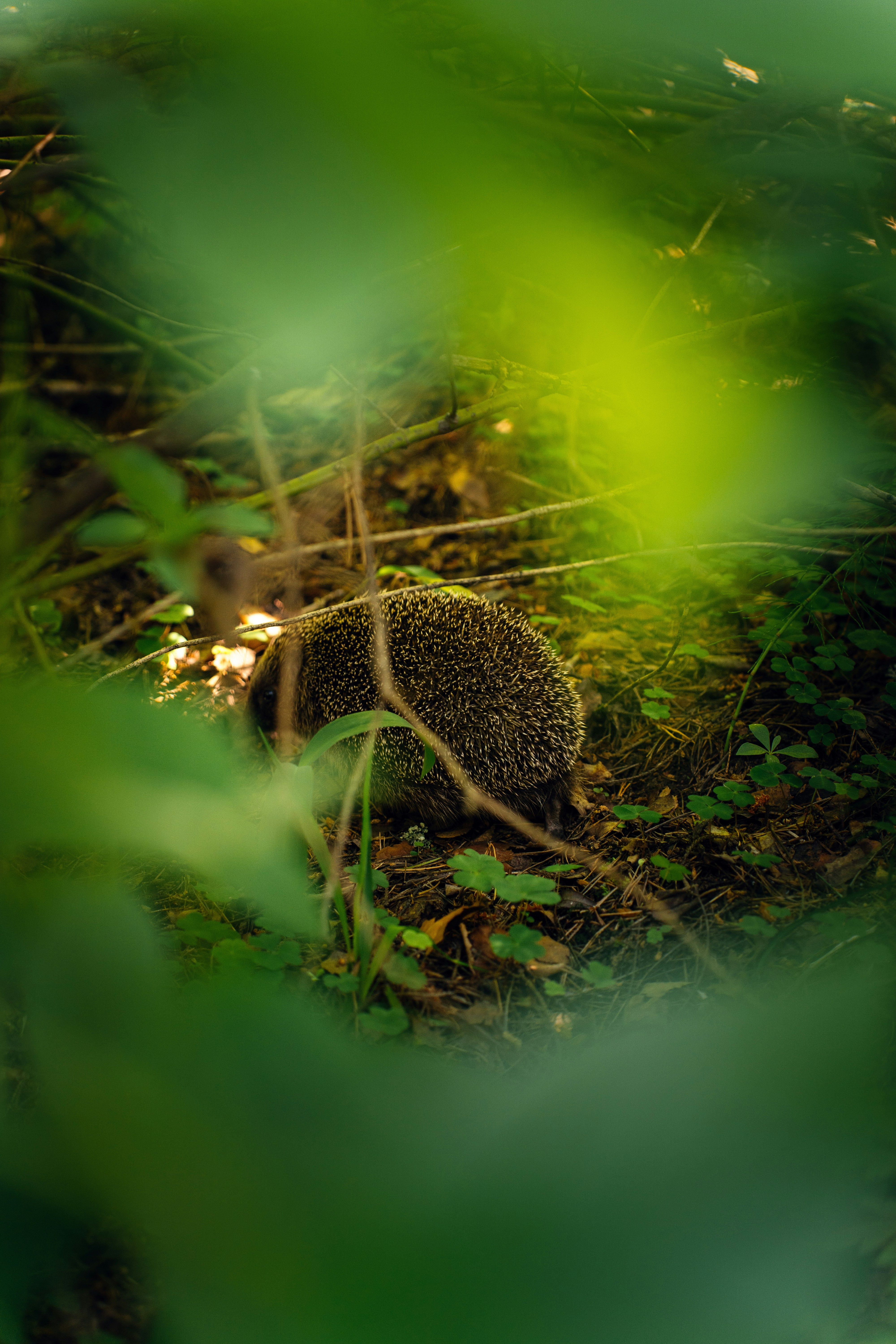A hedgehog is hiding in the woods photo – Free Green Image on Unsplash