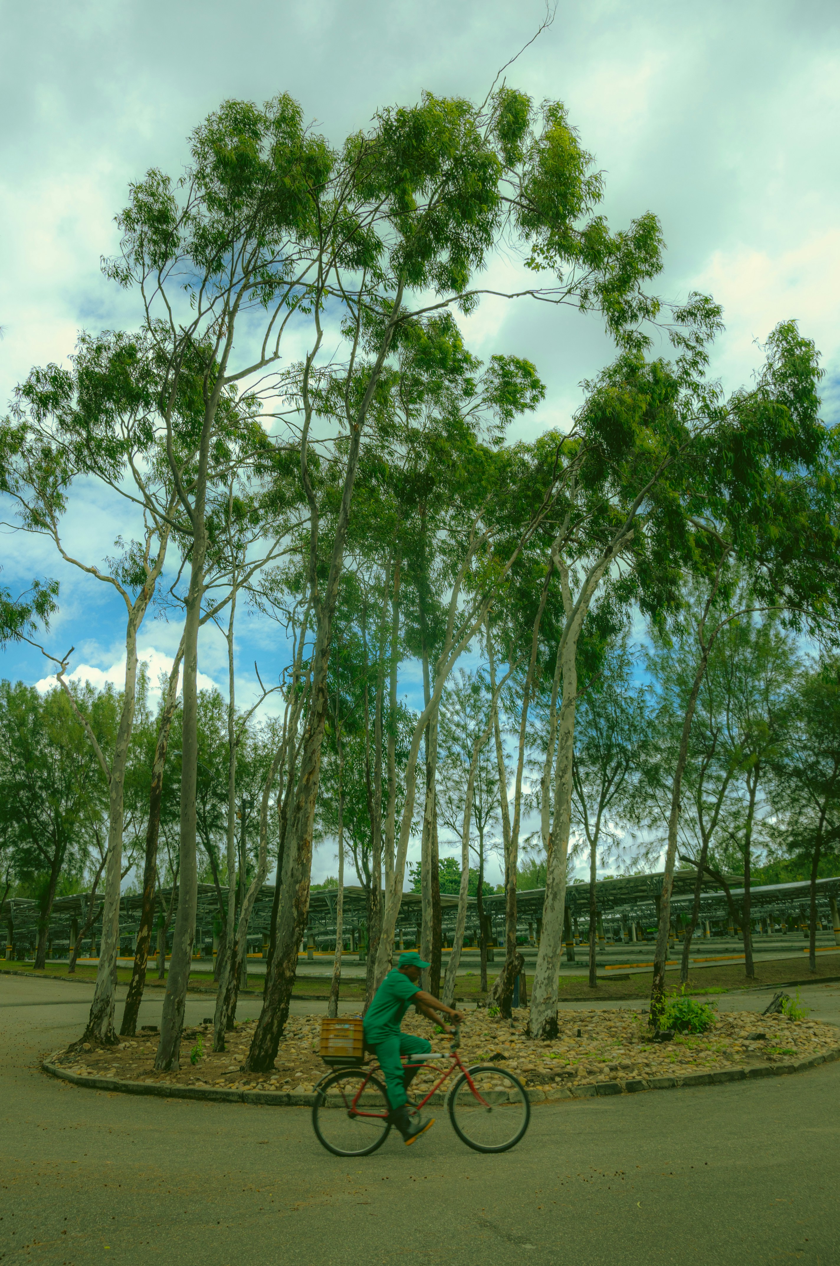 Cyclist under a Circular Canopy: A Quiet Ride Through Eucalyptus Alley