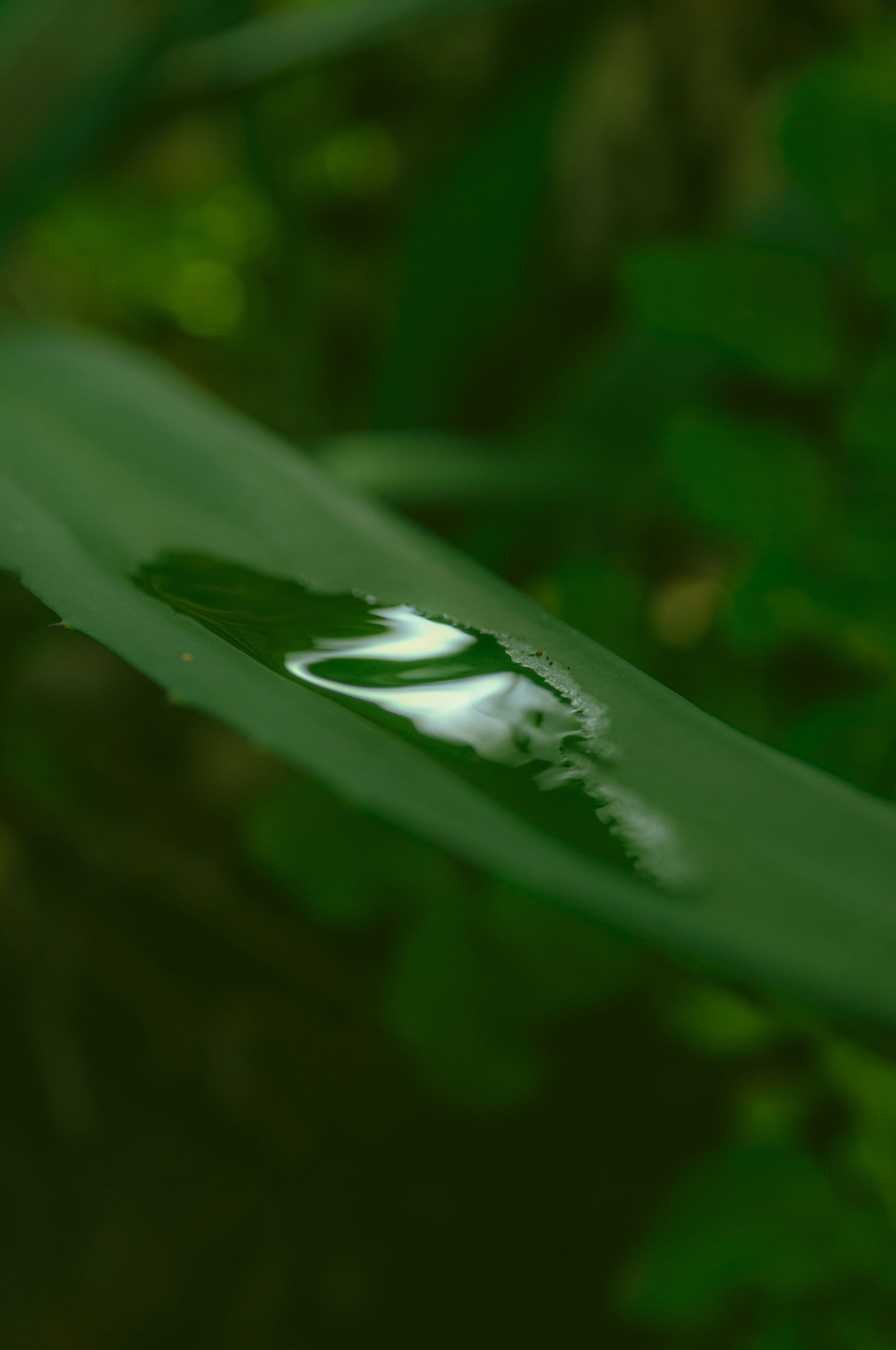 Emerald Veil: A Dew Droplet Cradled on a Leaf