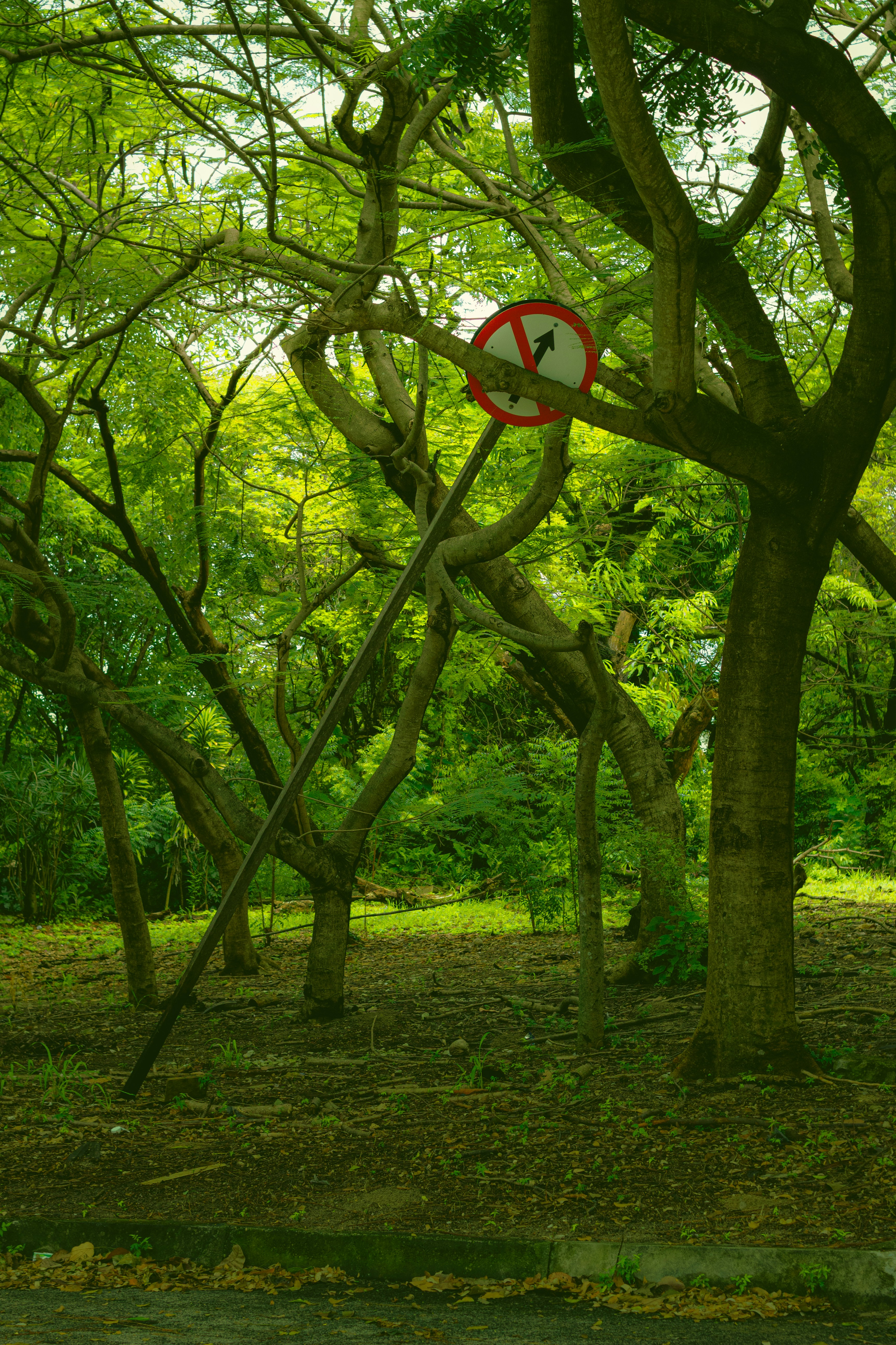 Tilted No-Entry Sign Entangled by Green Canopy