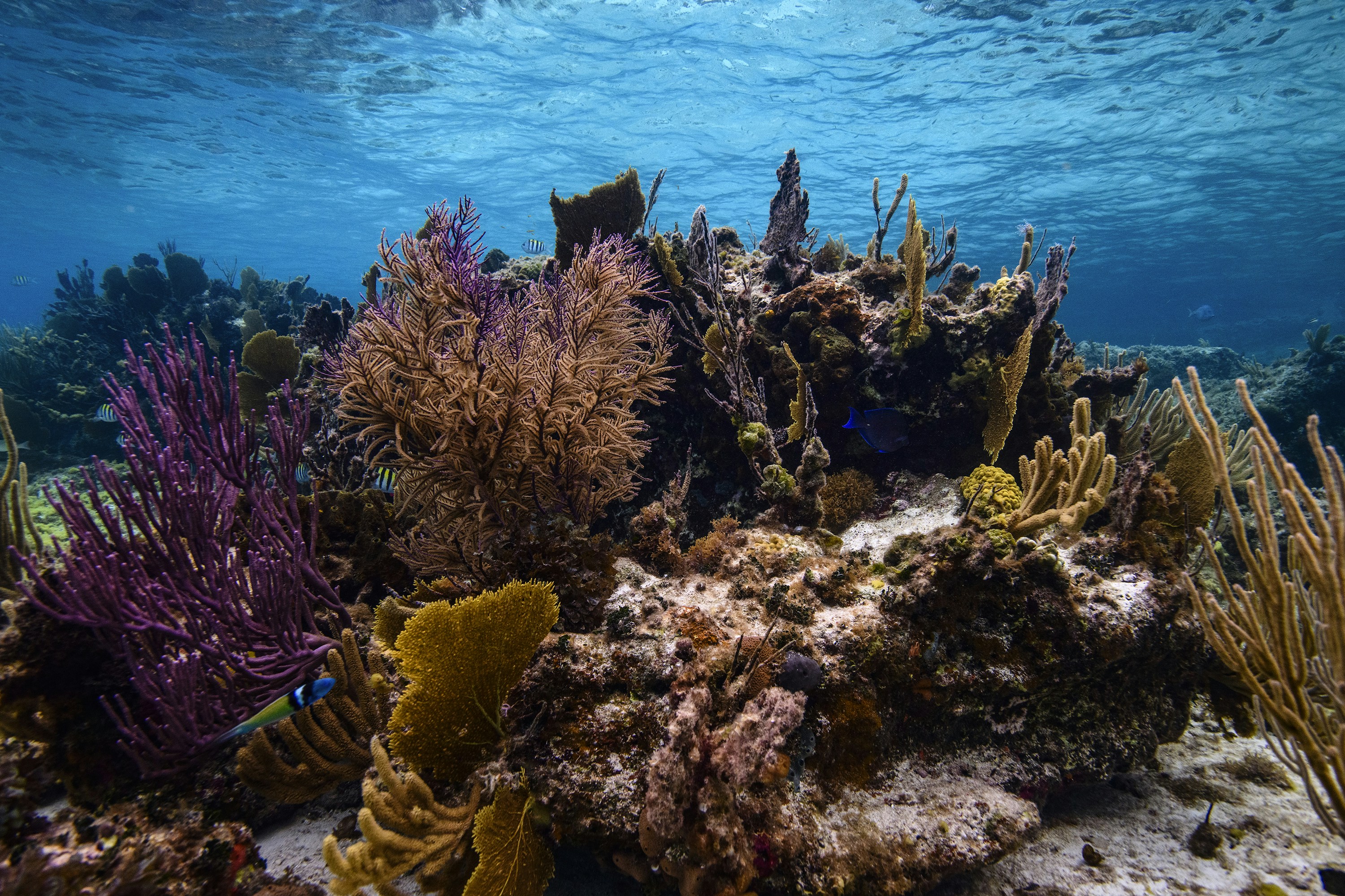 Una escena submarina de un arrecife de coral y algas marinas foto – Imagen de Islas Bimini ...