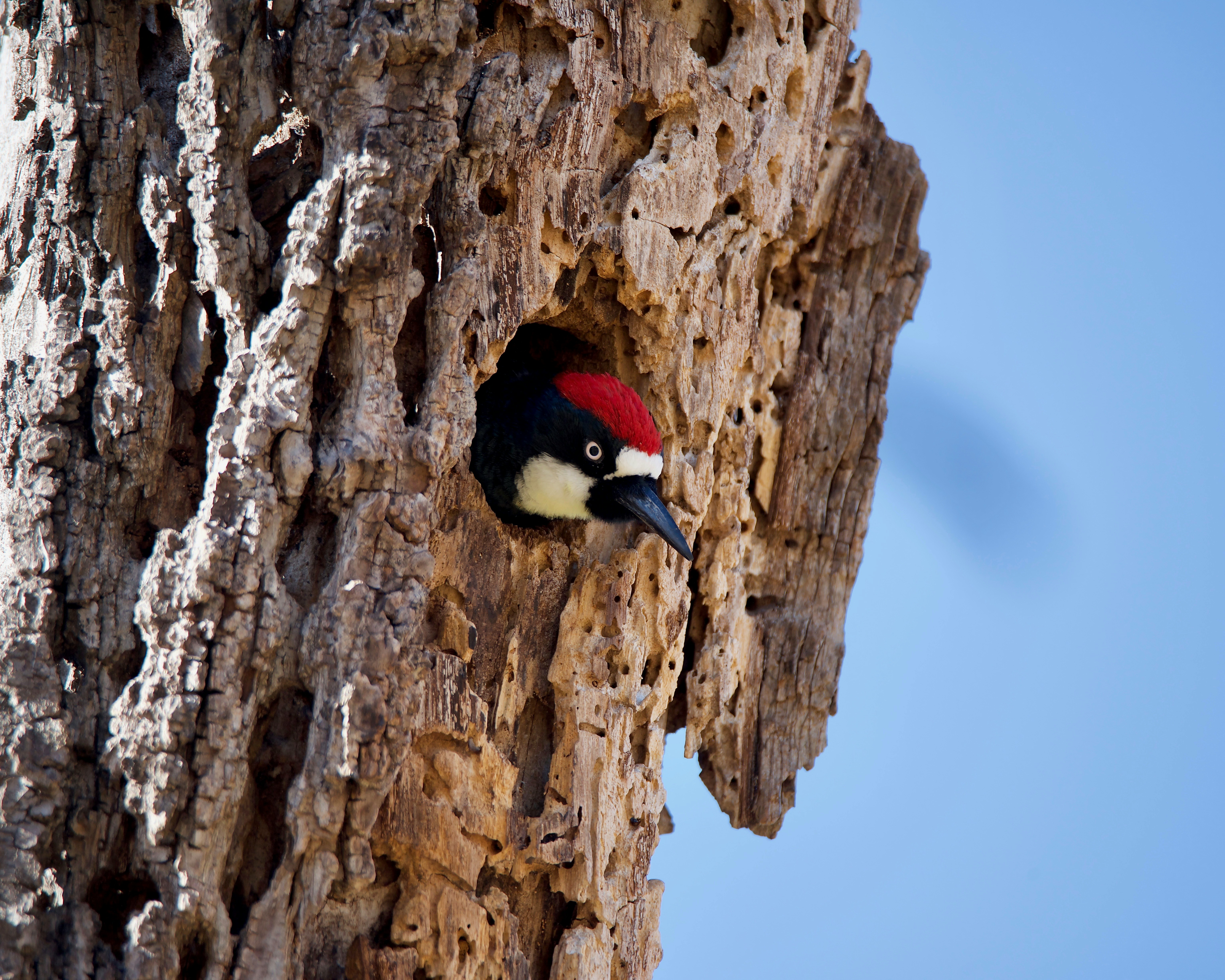Knot Watcher: A Woodpecker Peeks from Weathered Bark