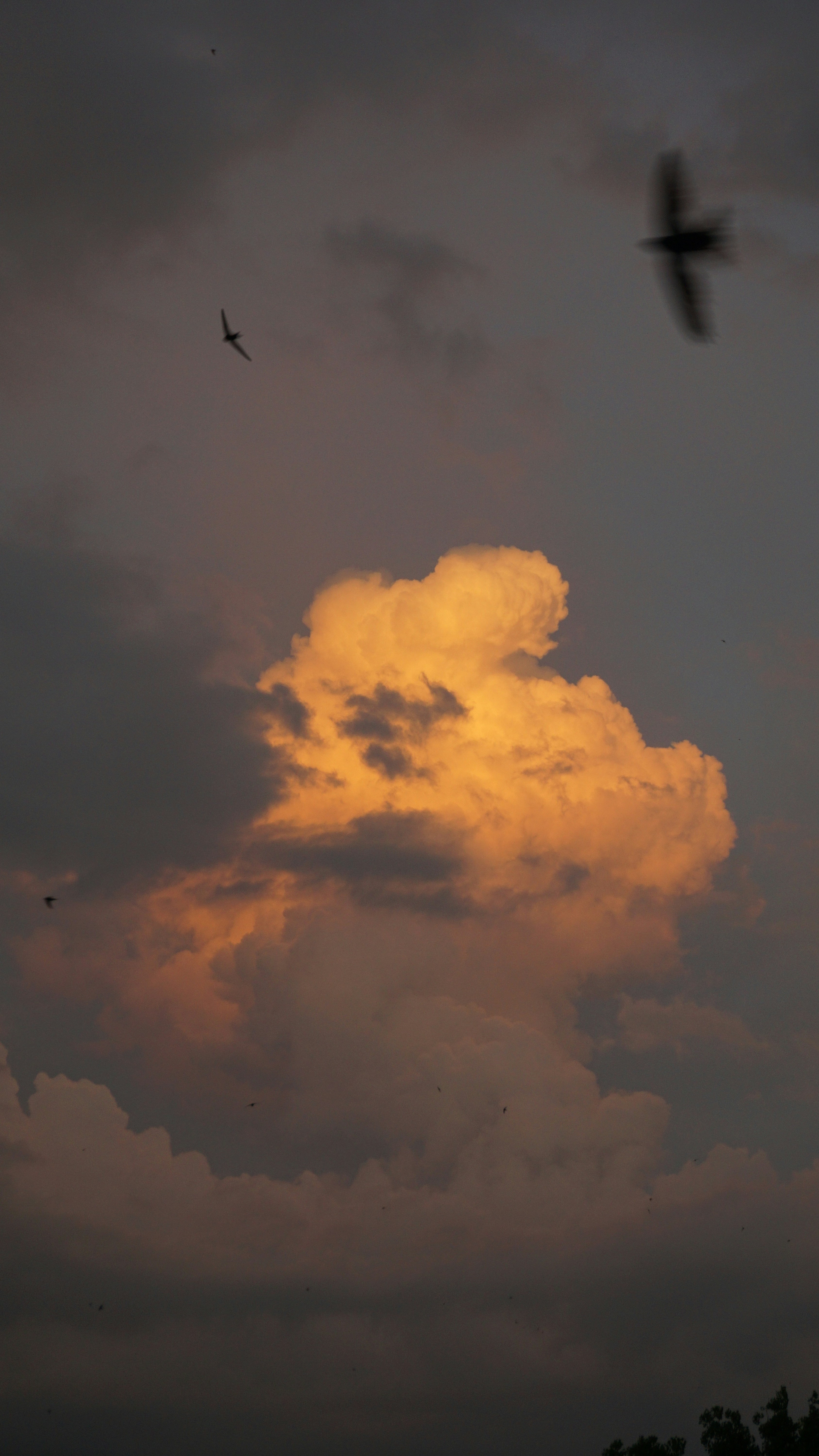Dusk-Gold Cumulus: Birds tracing the warm horizon