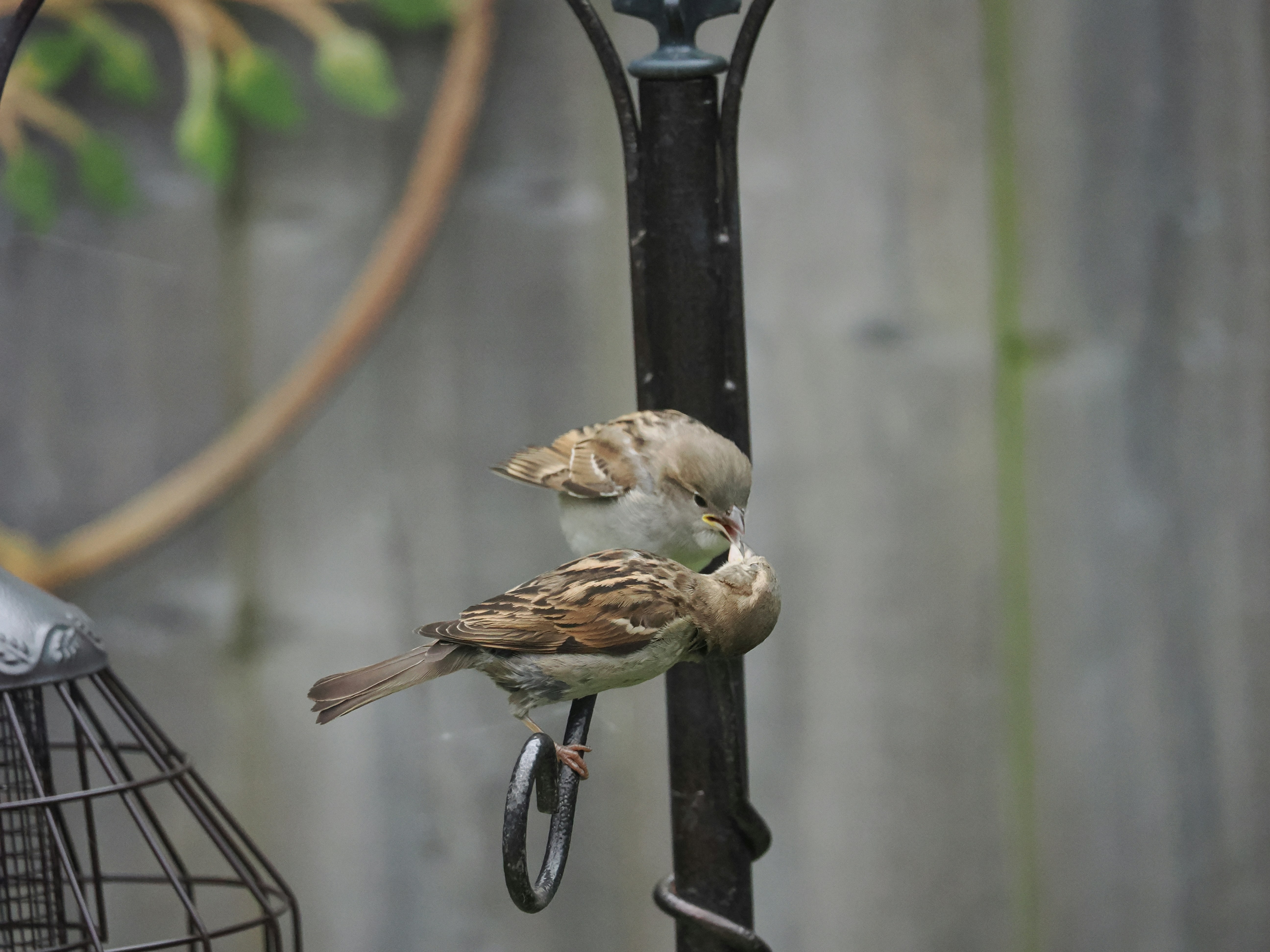 Pair of House Sparrows Shared Moment on a Garden Stand