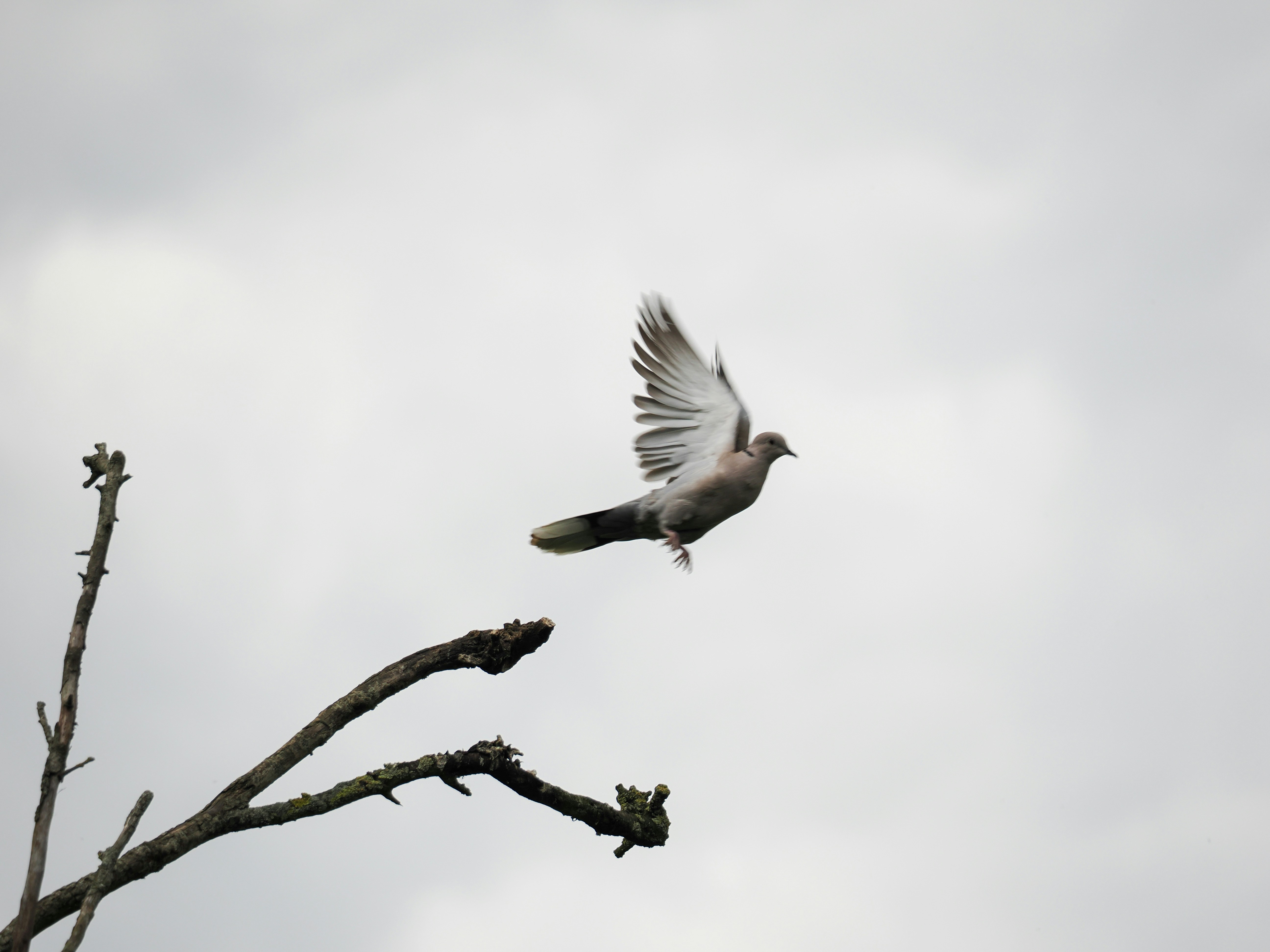 Wingbeat Between Weathered Branches