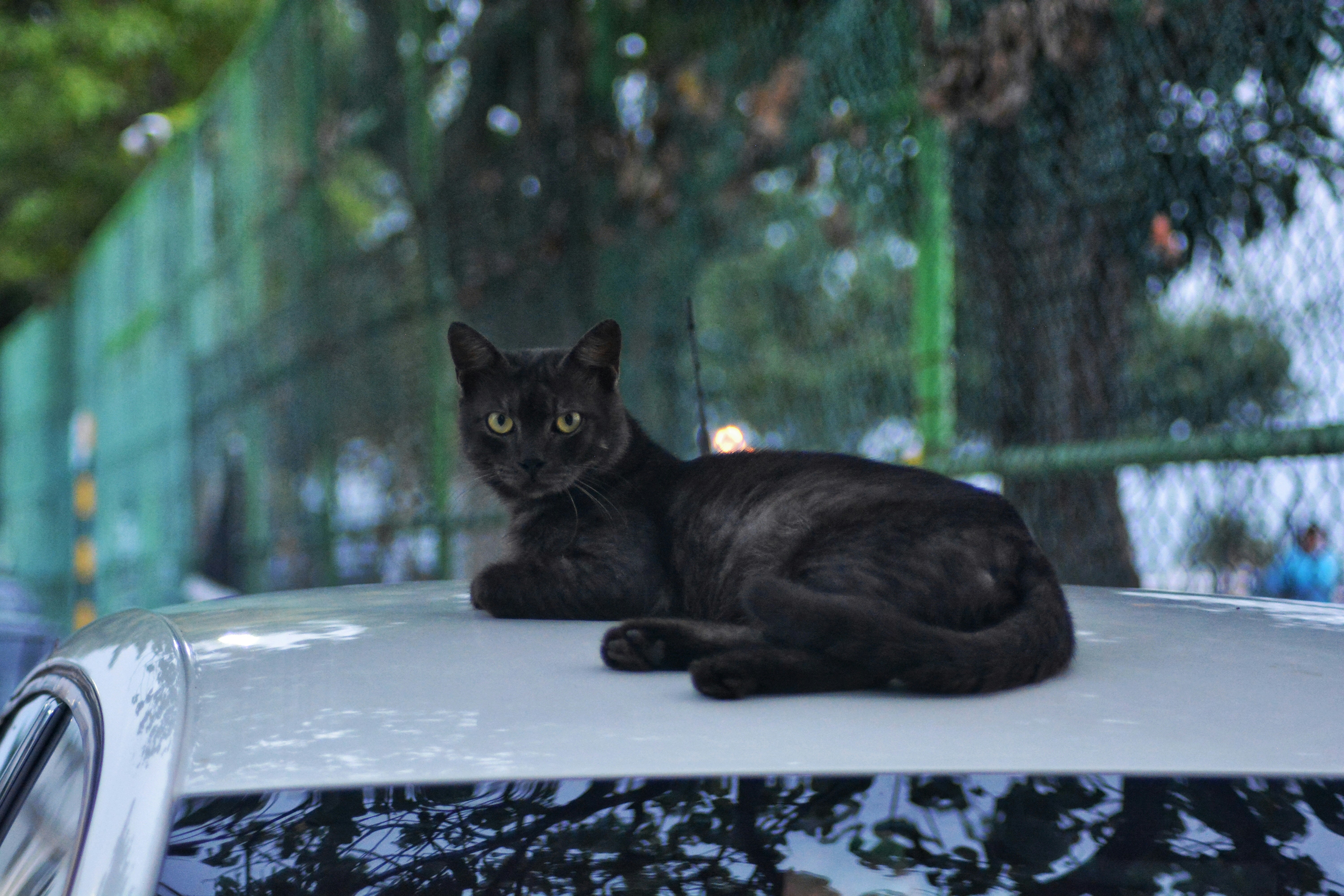 On the Hood: A Black Cat's Quiet Observation