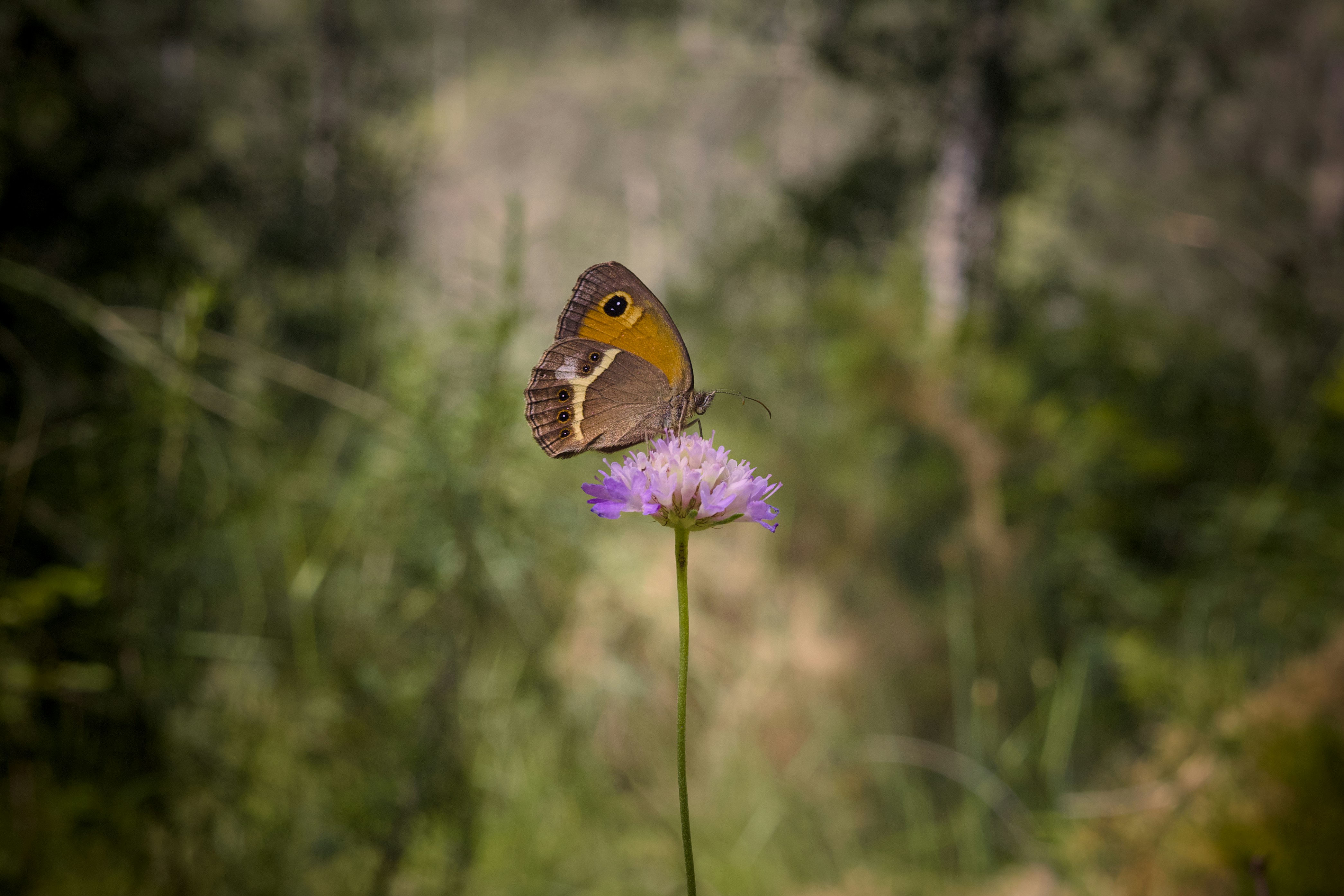 Sample photo from Ricoh GR IIIx