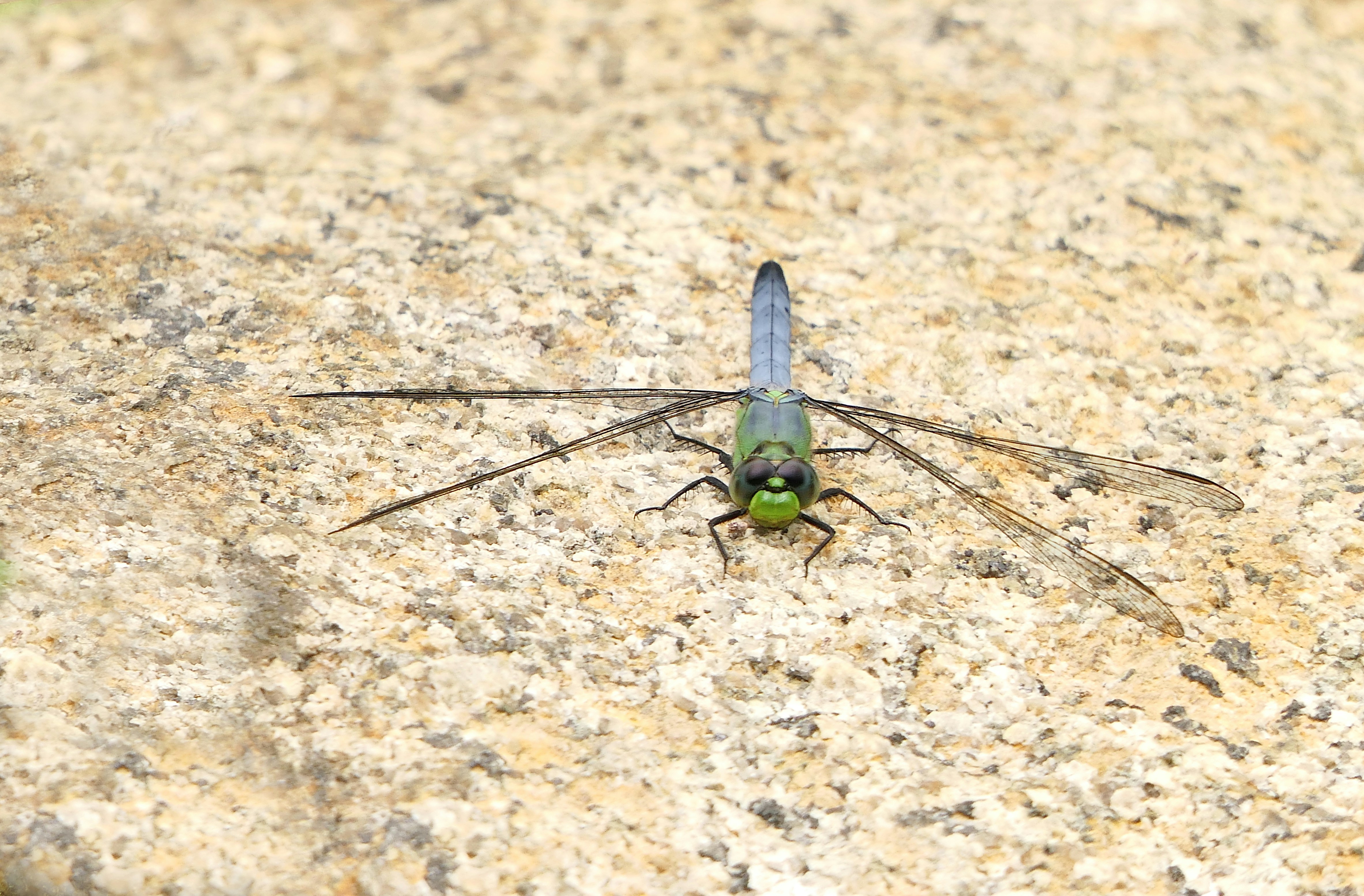 Stonebound Dragonfly: a Quiet Macro Portrait on Granite