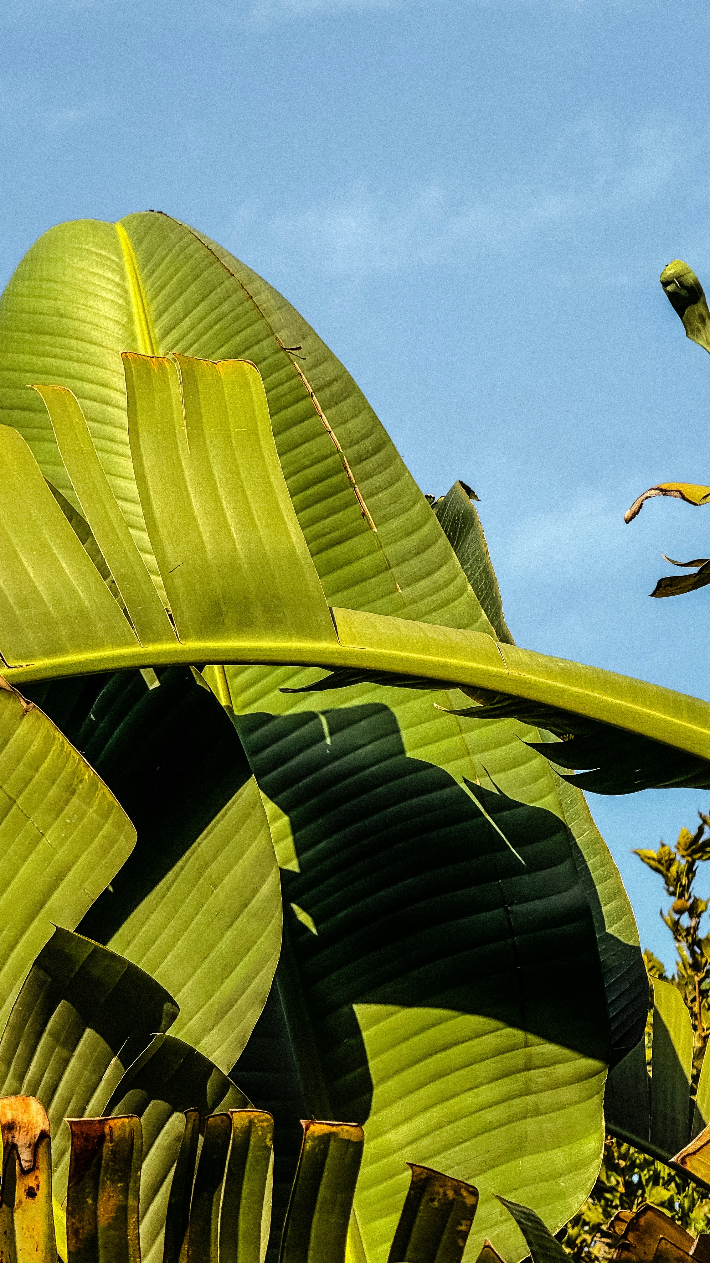Sunlit Banana Leaves Framing a Bright Blue Sky