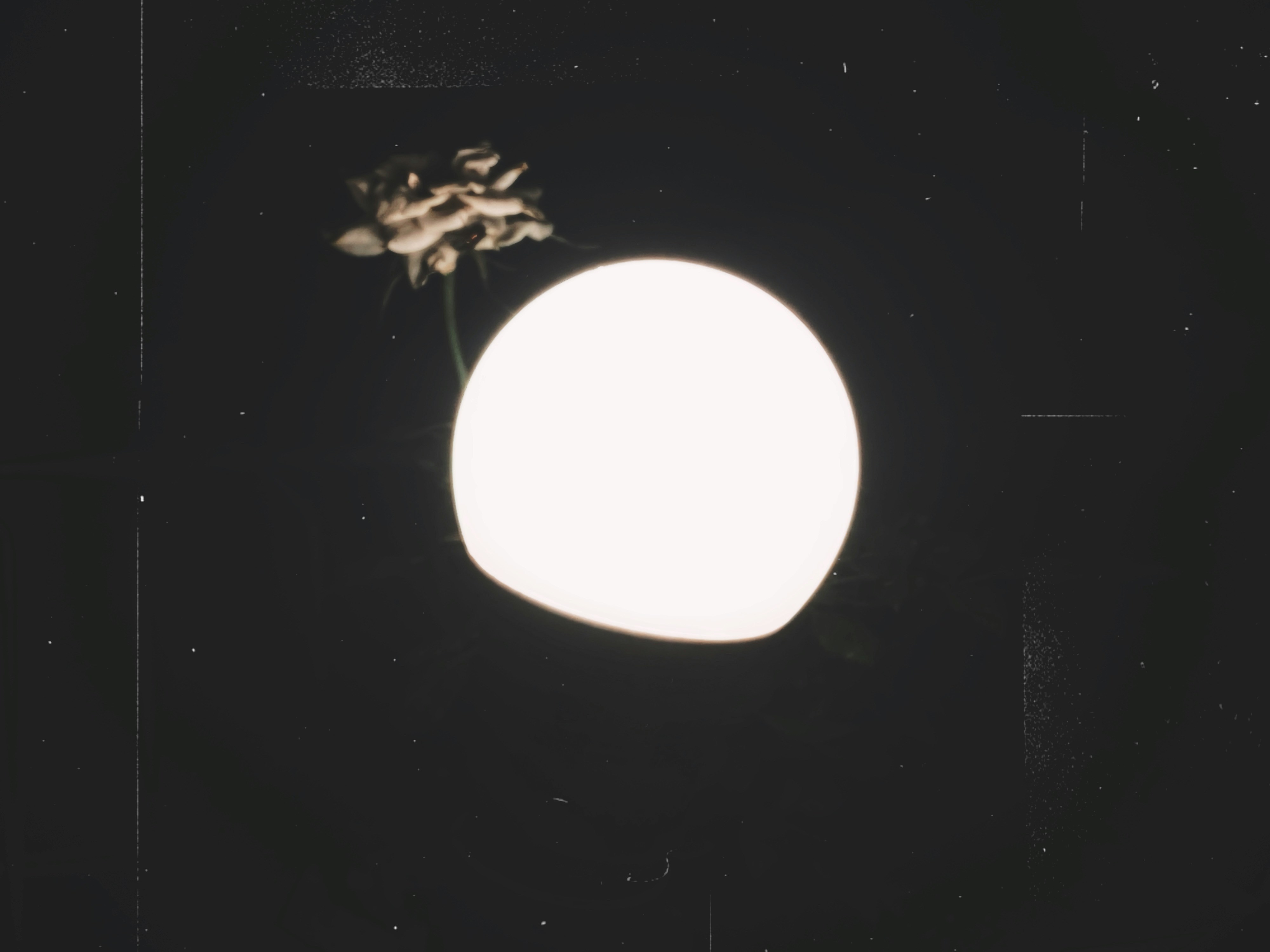 Bright full moon framed by silhouetted leaves against a dark night sky.
