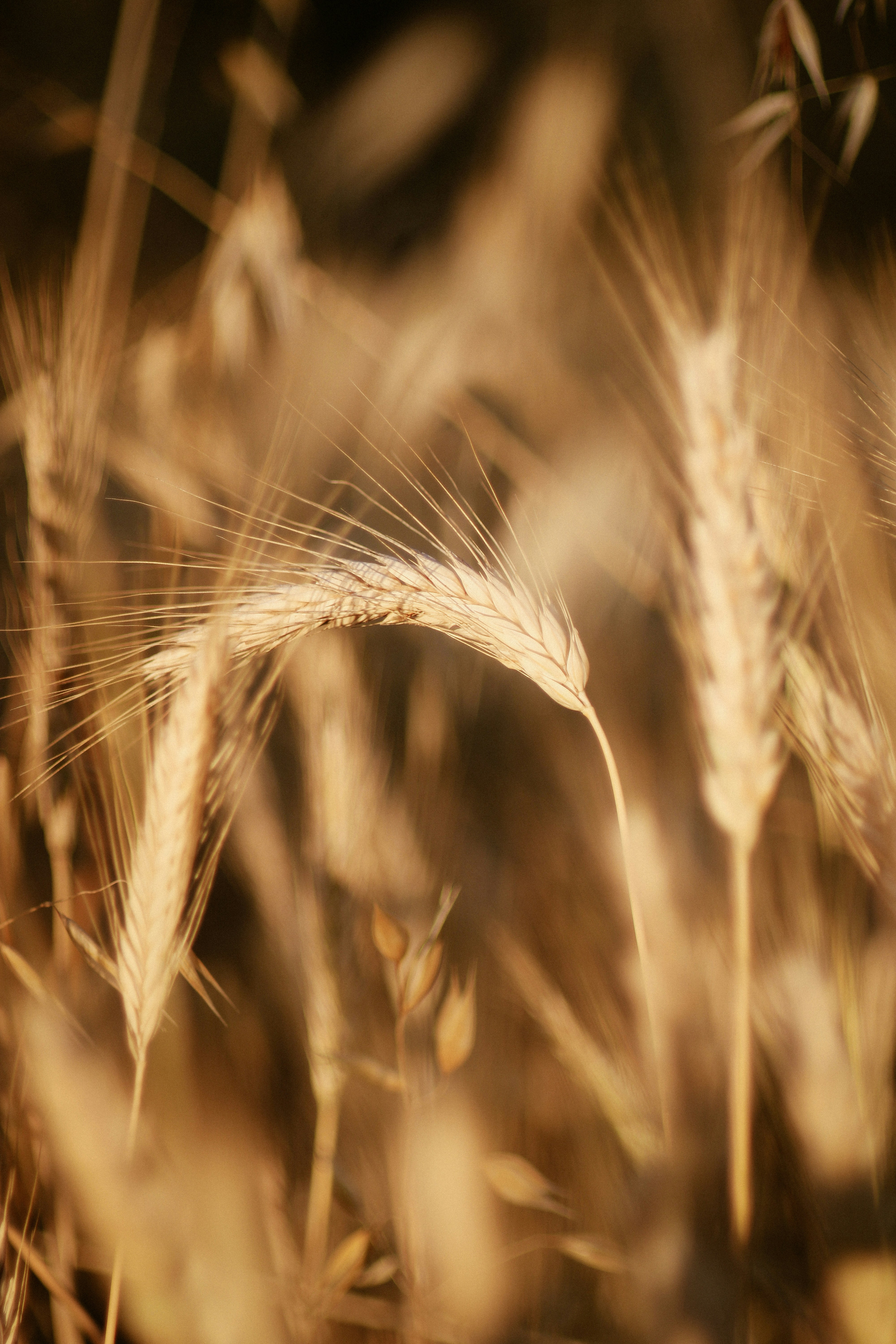 A close up of a bunch of wheat in a field photo – Free Grain Image on ...