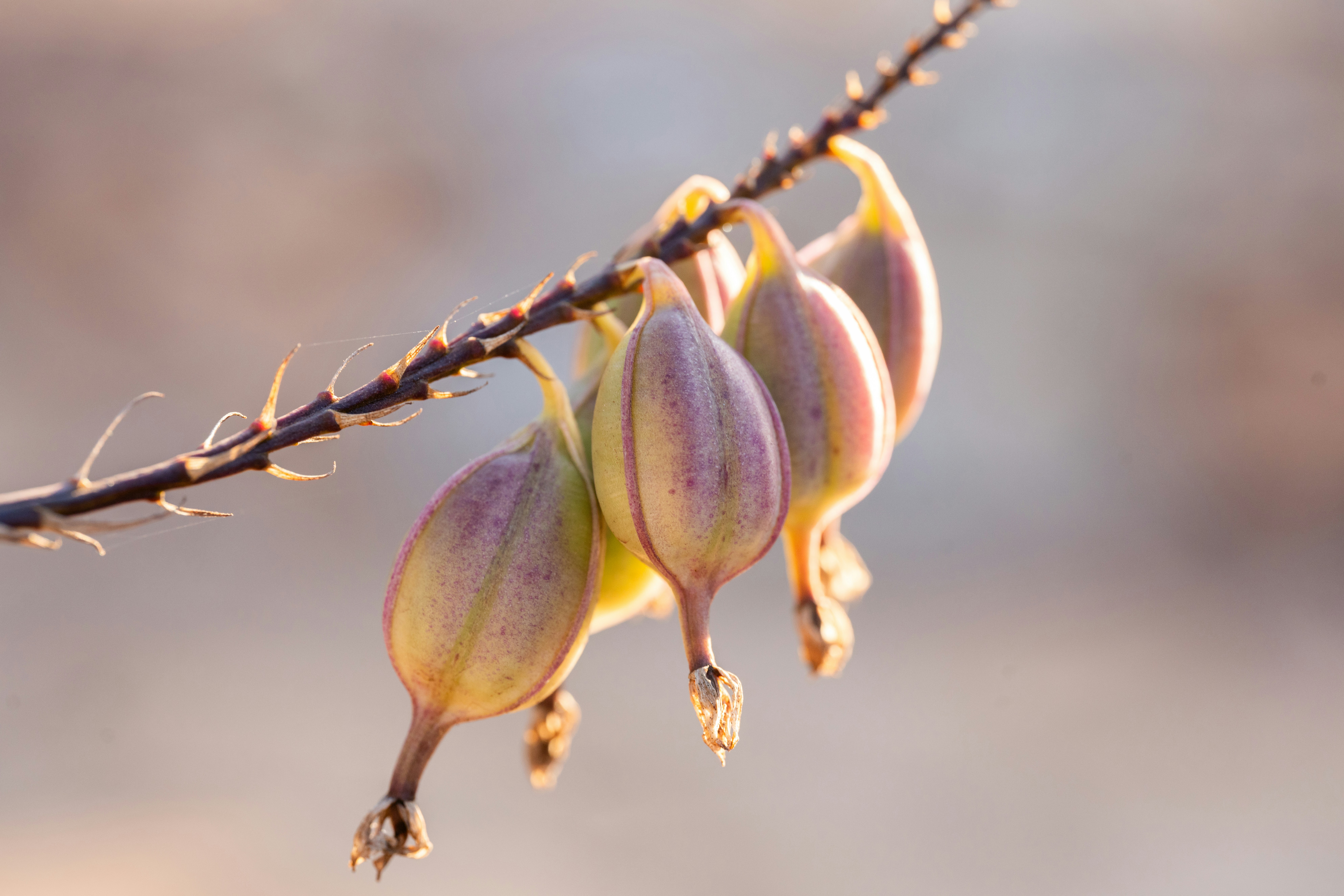 Muted Bloom on a Softly Lit Branch