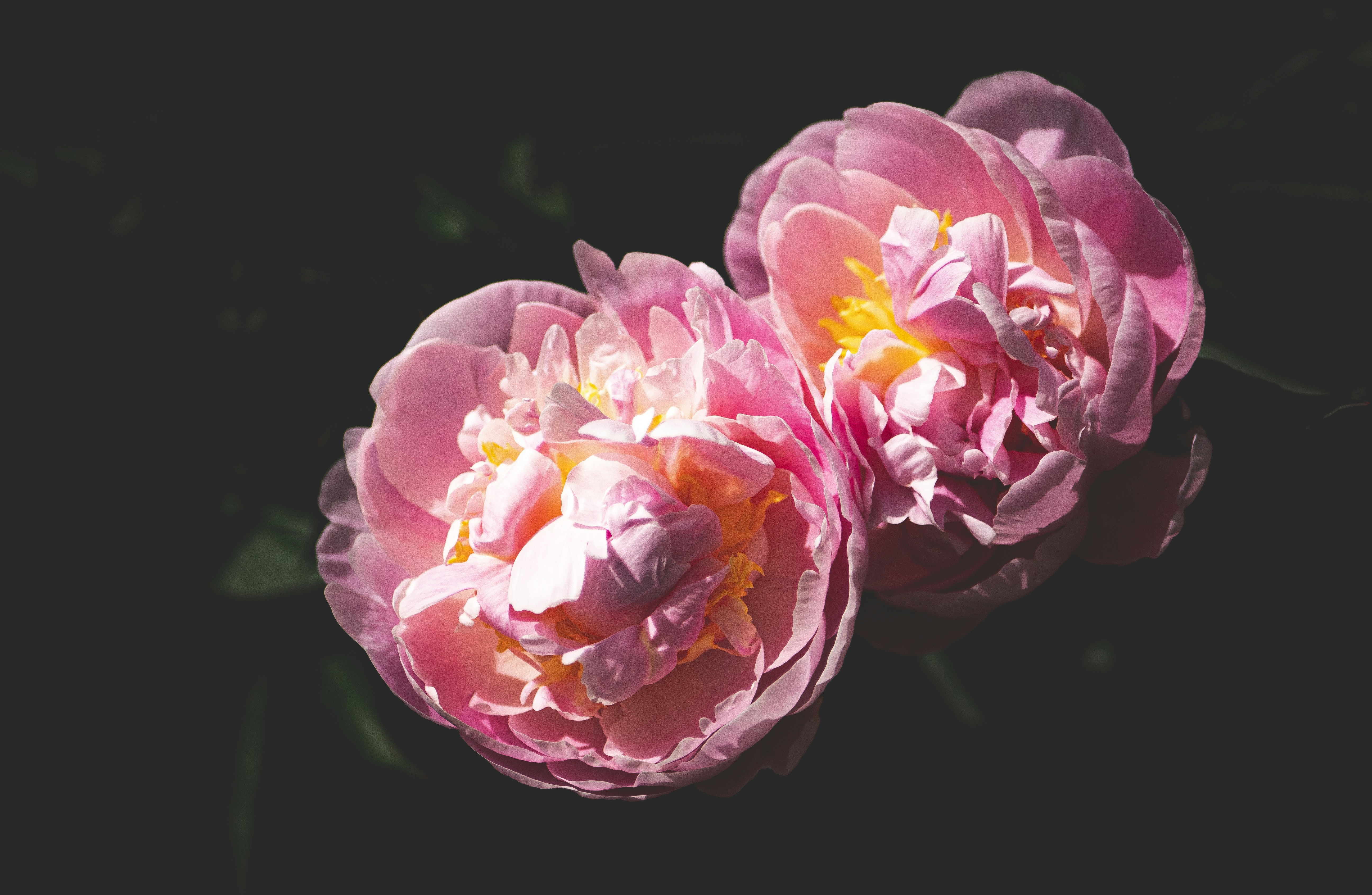 Midnight Bloom: Two Pink Peonies in Soft Shadow