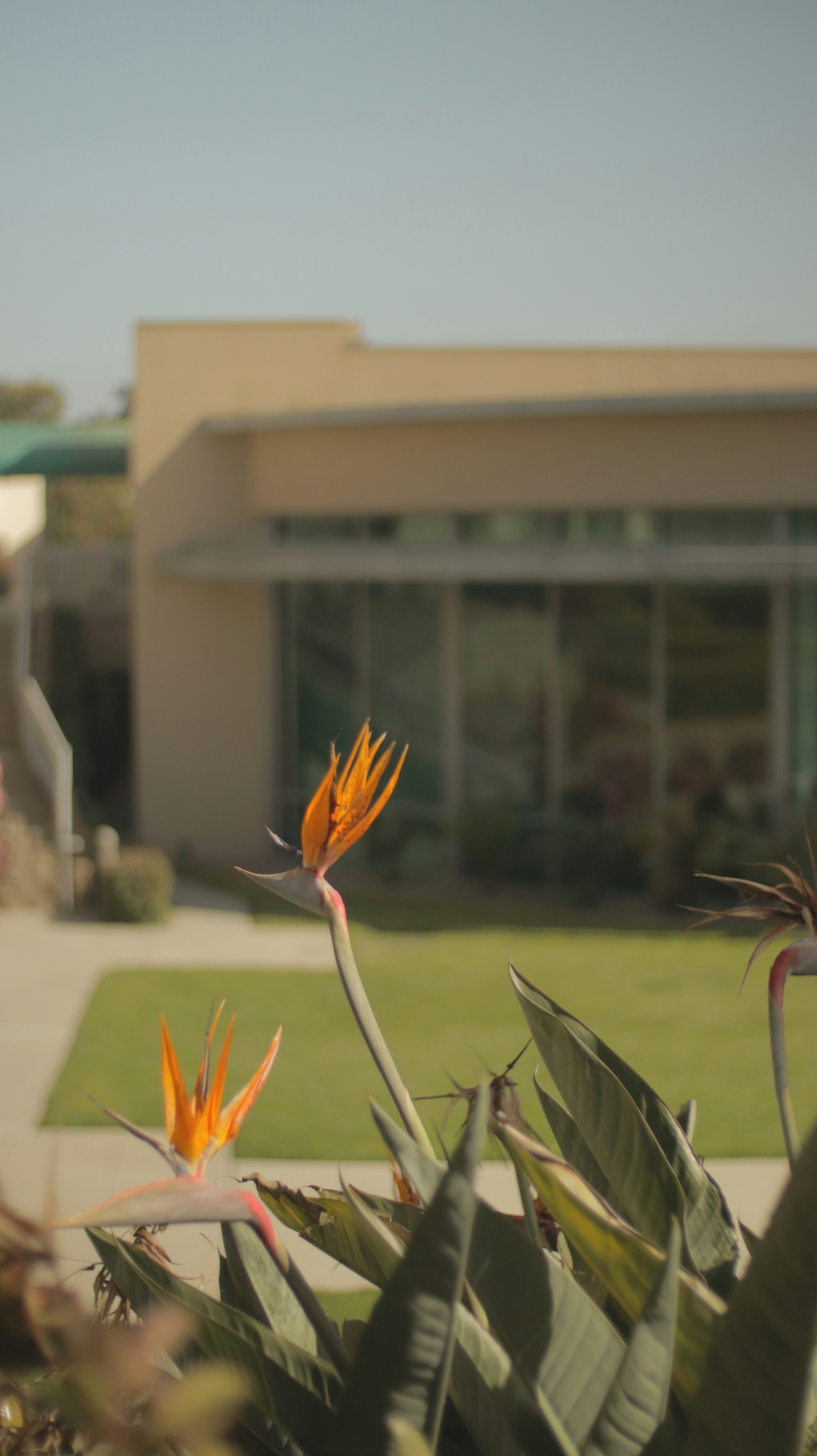 Blazing Tropic Bloom Before a Calm Campus Facade