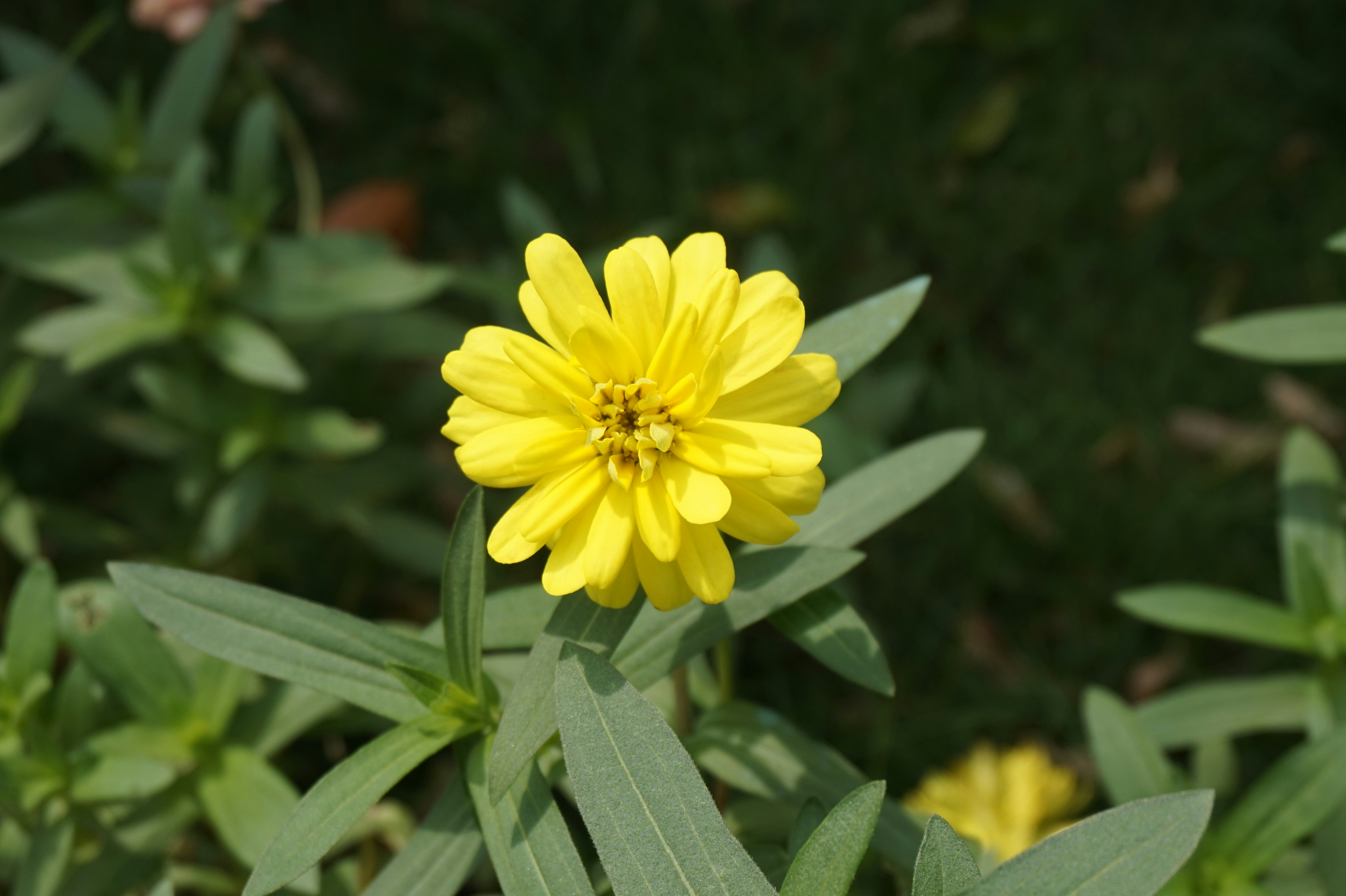 Golden Zinnia on a Quiet Green Stage