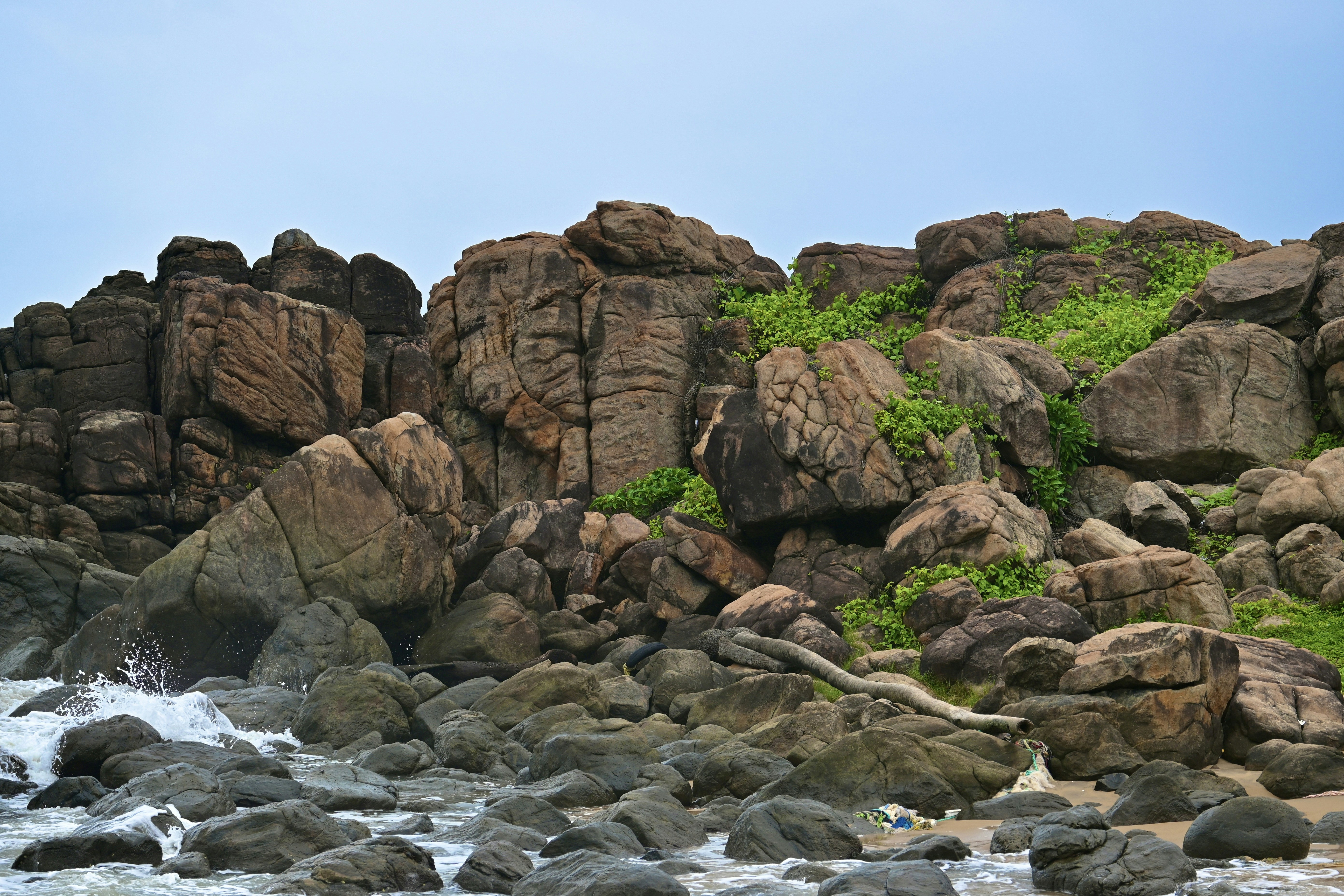 A rocky shore with a bunch of green plants growing out of the rocks ...