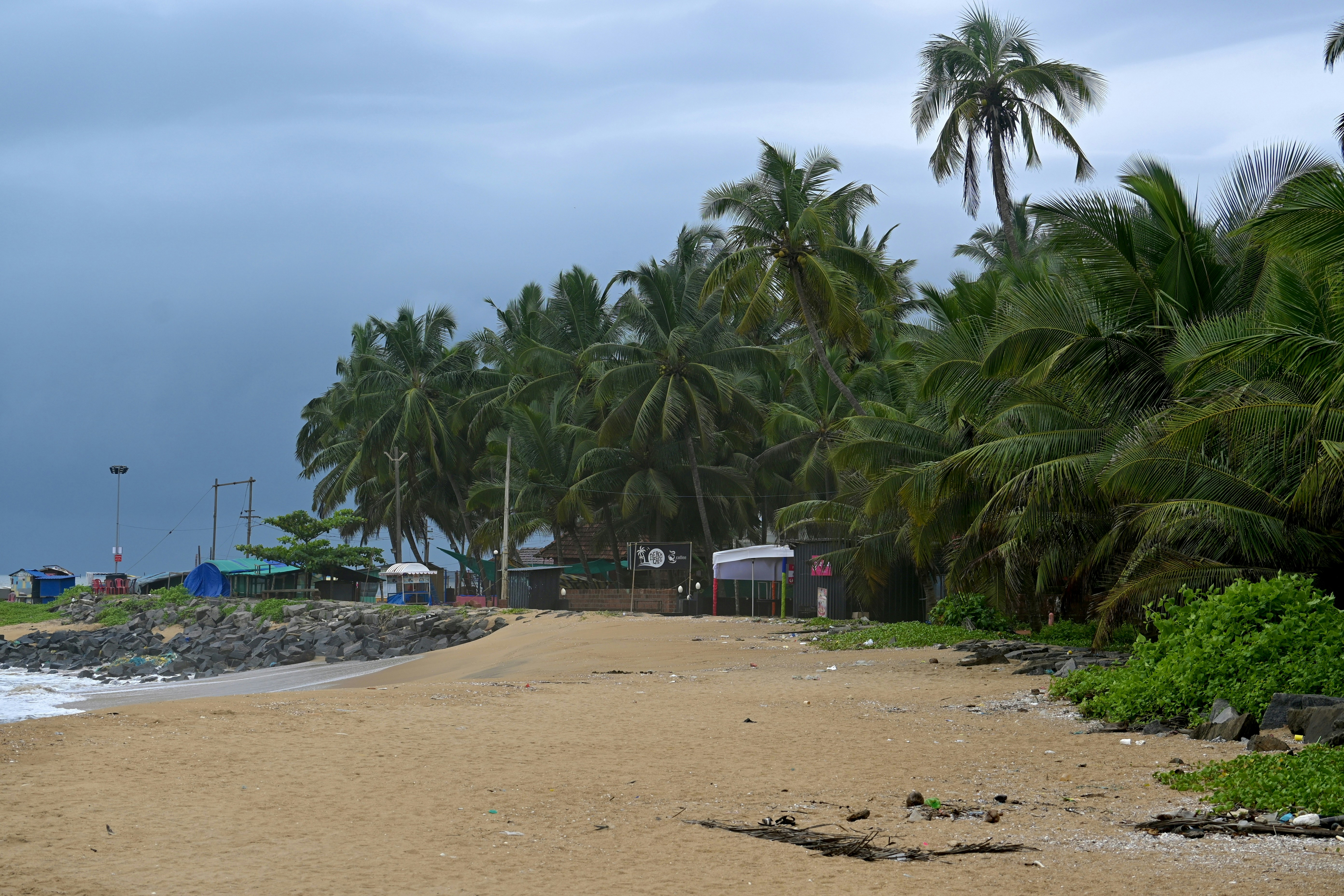 Palm Alley at the Quiet Beach: A Windswept Shore Beneath Heavy Clouds