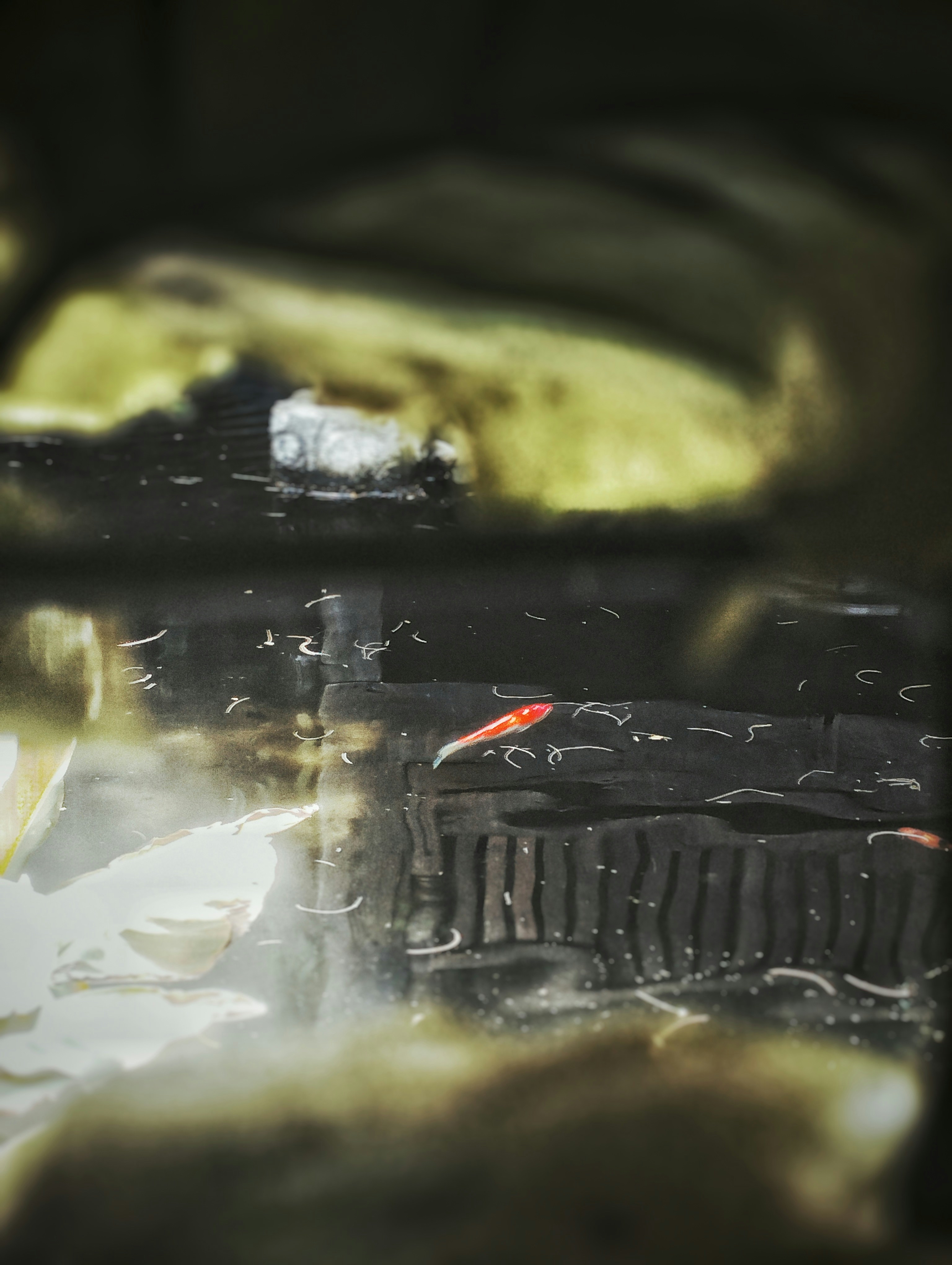 Tiny red fish glides through a dim aquarium, with a visible filter grate and floating debris creating moody reflections on the glass. A quiet underwater moment captured inside a glass enclosure.
