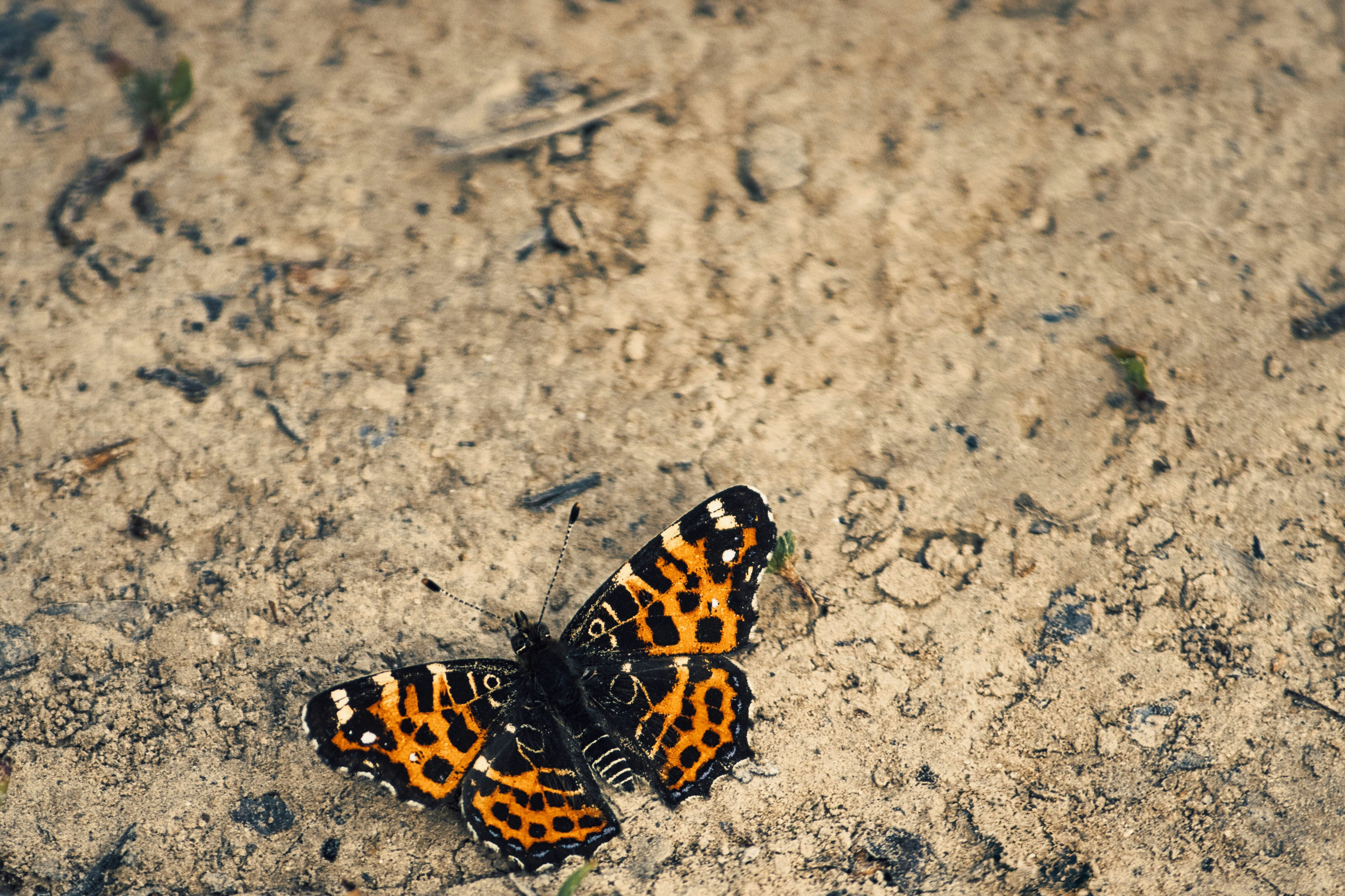 Caught in Sandlight: a butterfly rests on sunlit earth