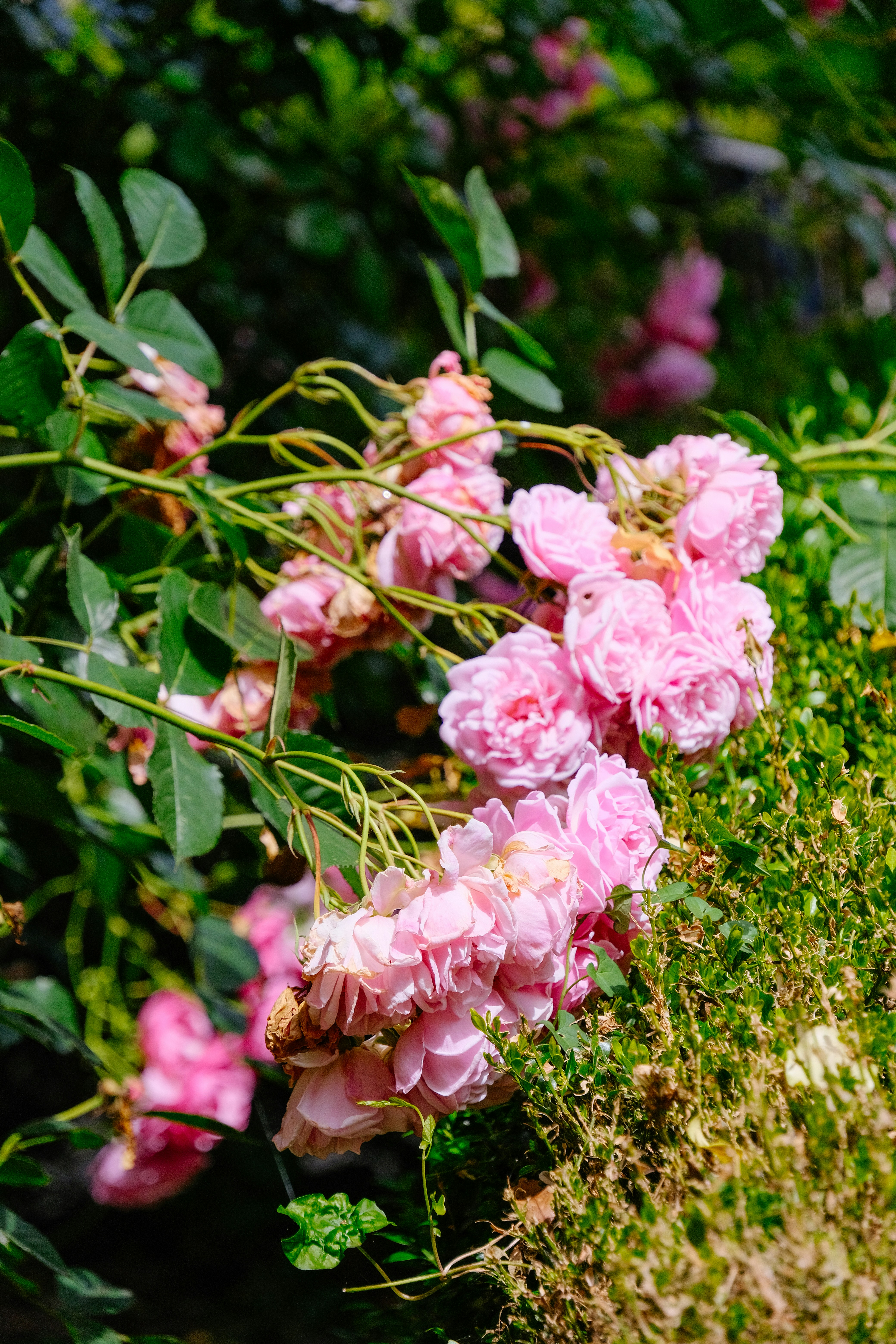 Photo by Nik with Fujifilm X-T4