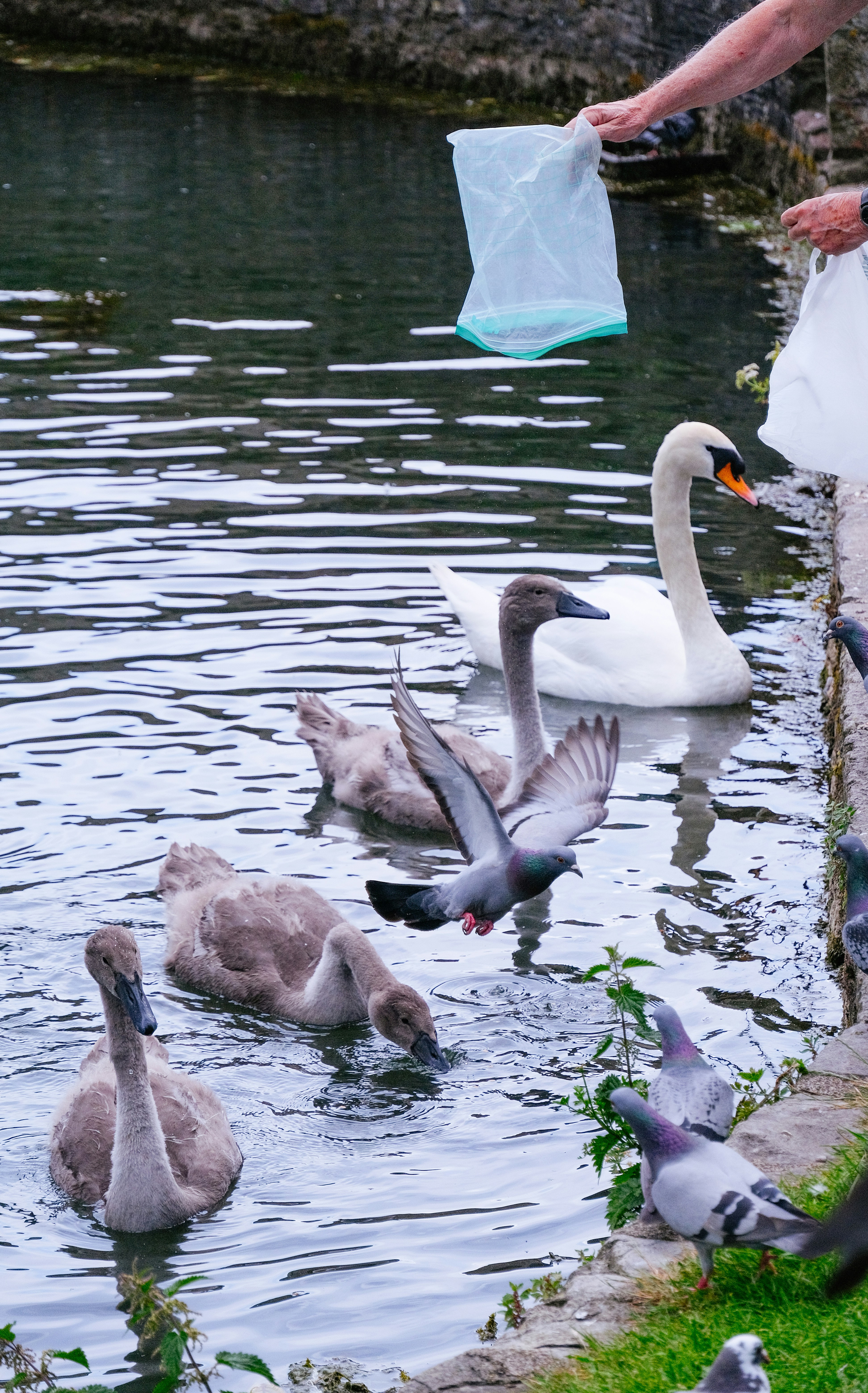 Riverside Feeding: White Swan Leads a Winged Assembly at the Pond's Edge