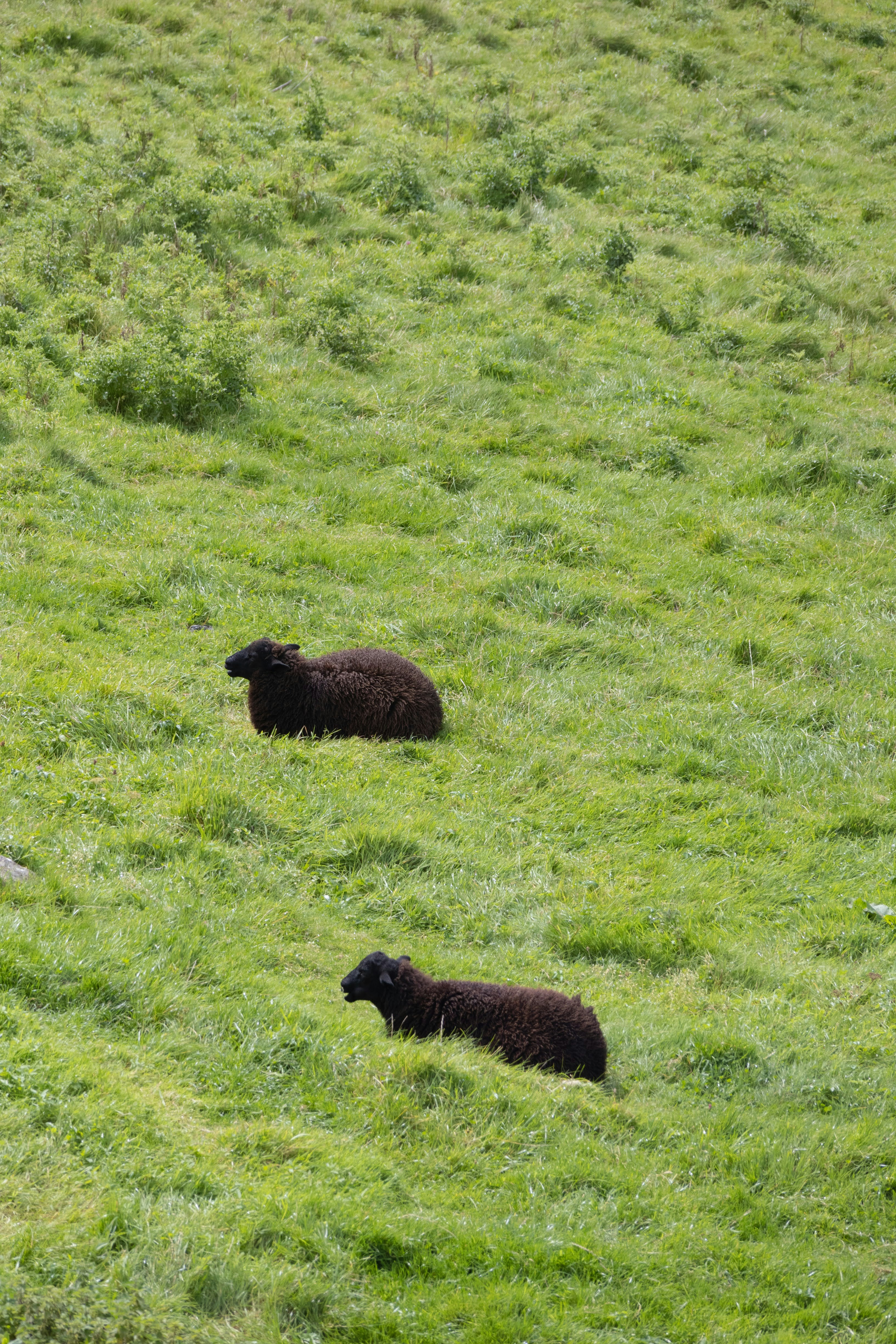 Two Dark Sheep Rest on a Lush Highland Meadow