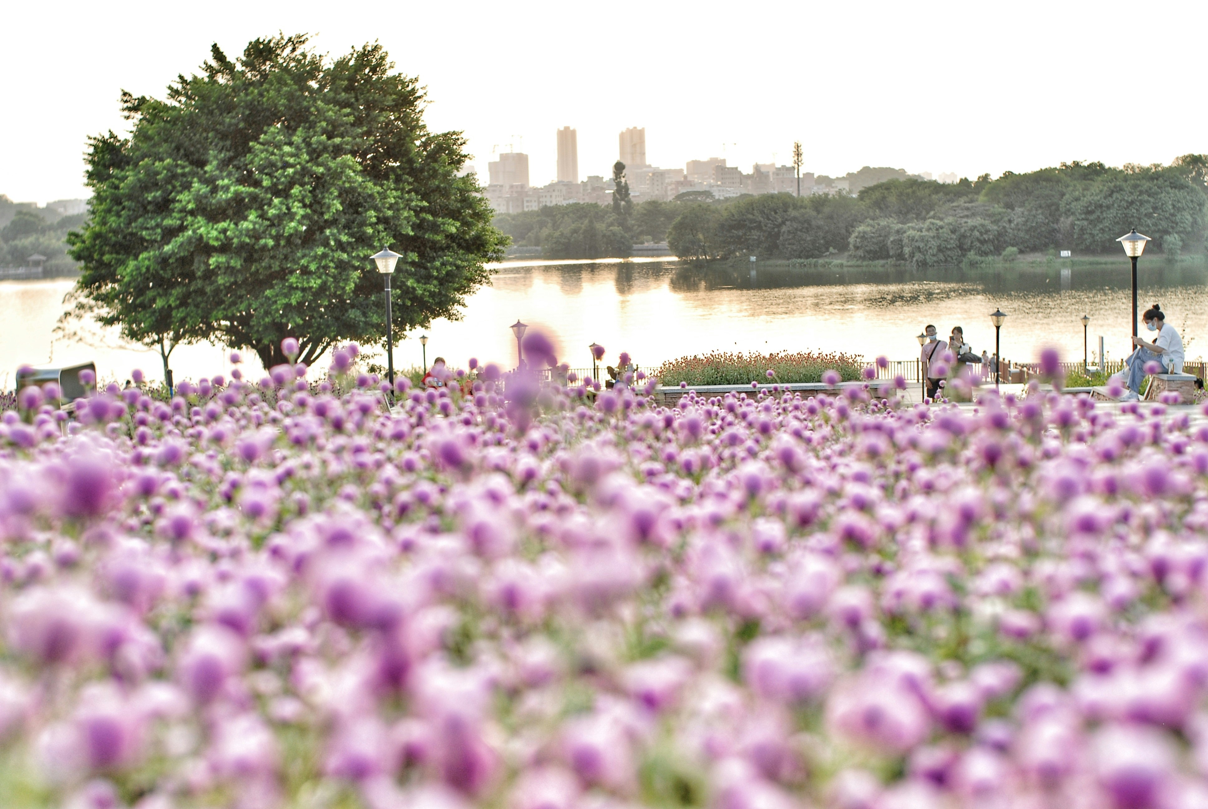 Purple Bloom Corridor Framing a Quiet Lakeside at Golden Hour
