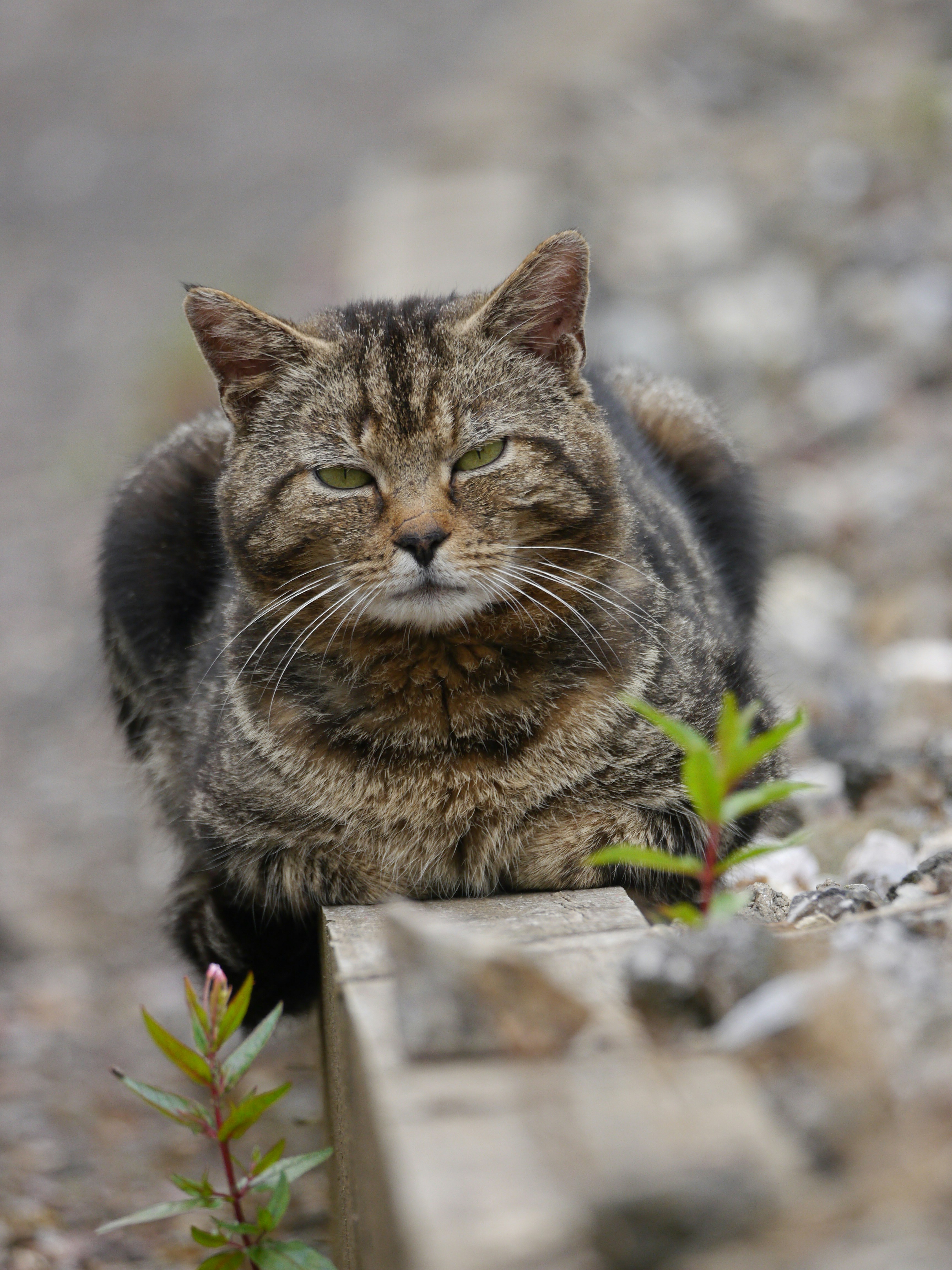 Grounded Gaze: A Pristine Cat Portrait with Quiet Confidence