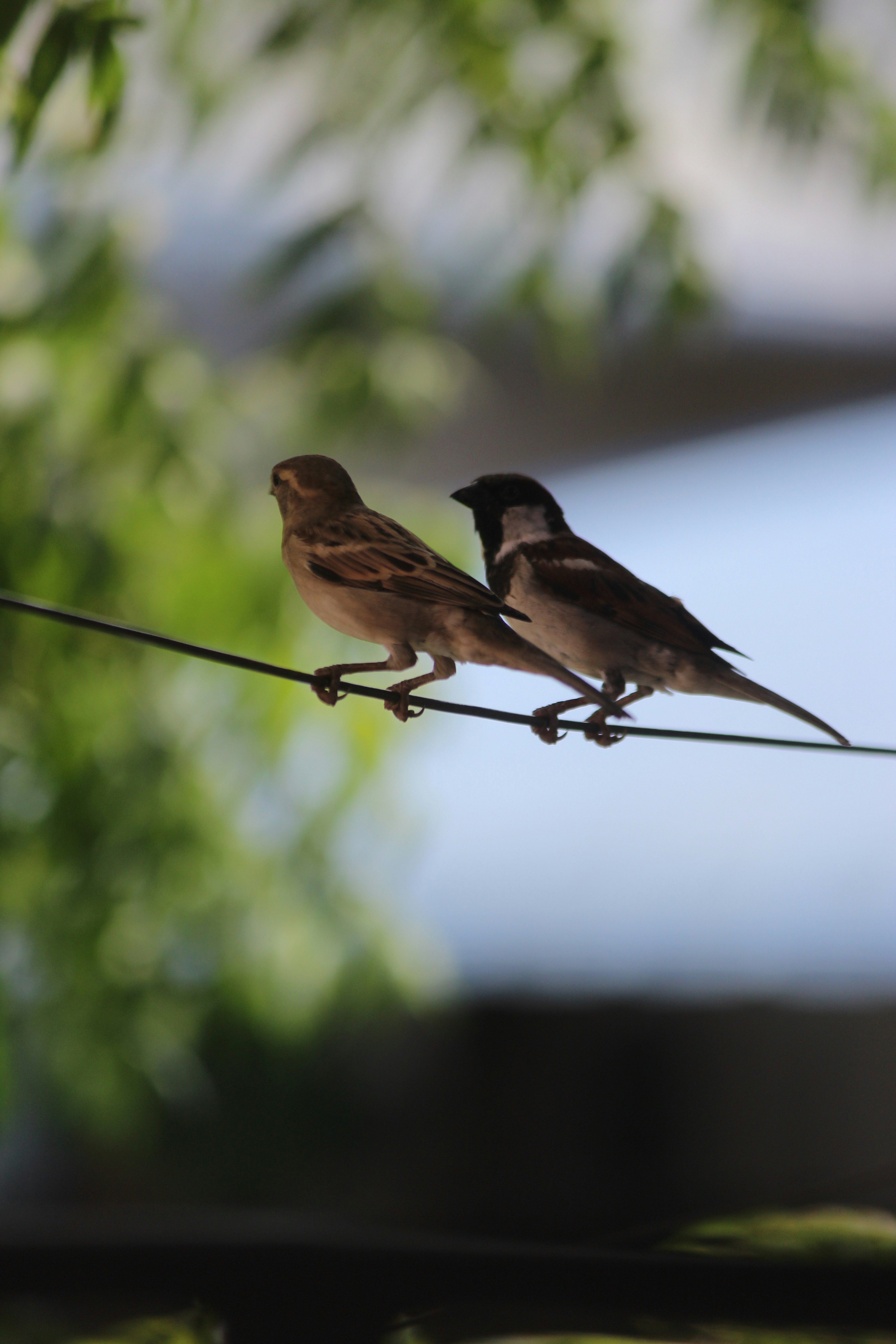 Two Sparrows on a Quiet Wire Under a Dappled Canopy