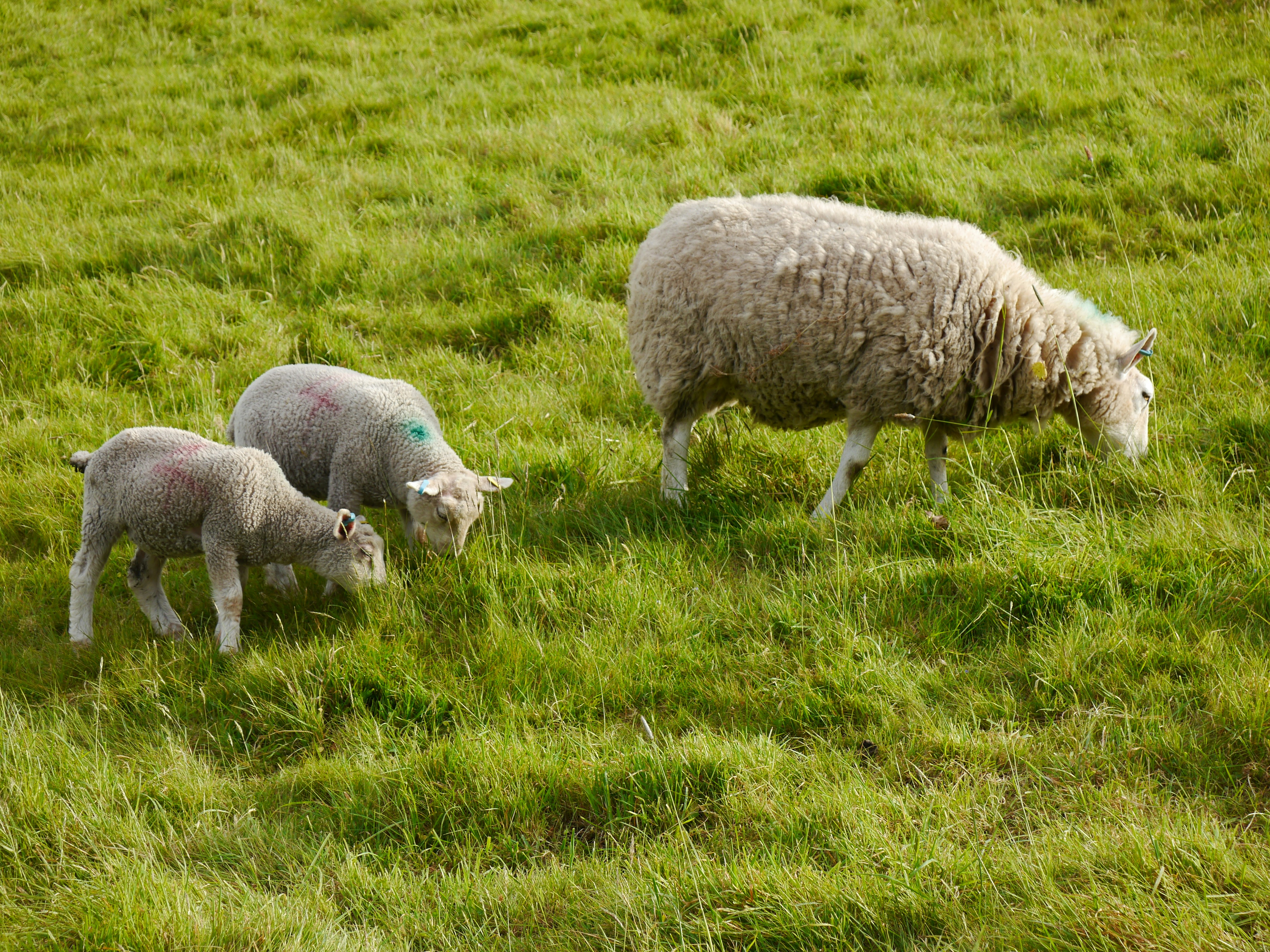 A mother sheep and two baby sheep grazing in a field photo – Free Farm ...