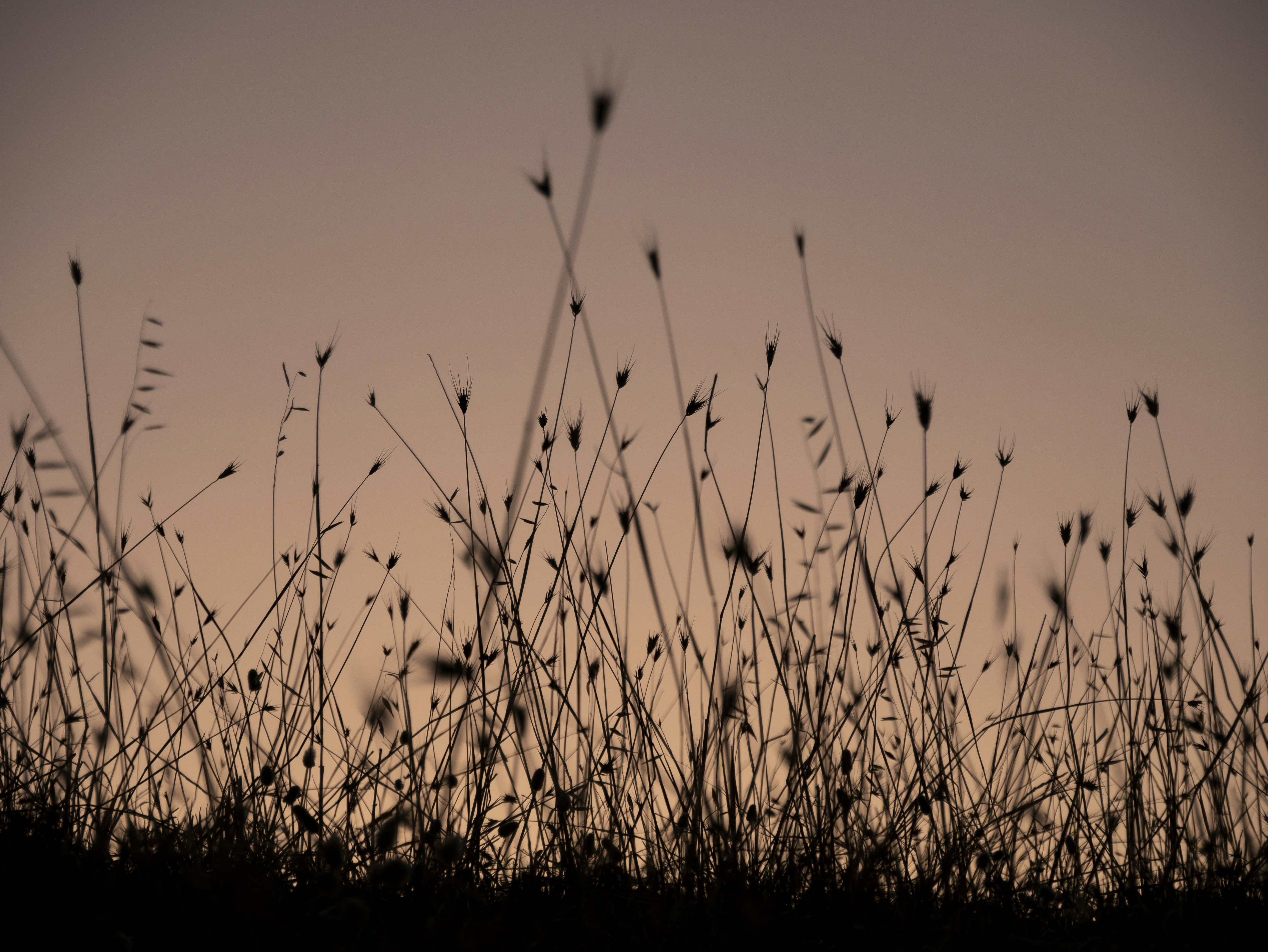 Twilight Silhouette of Wild Grasses