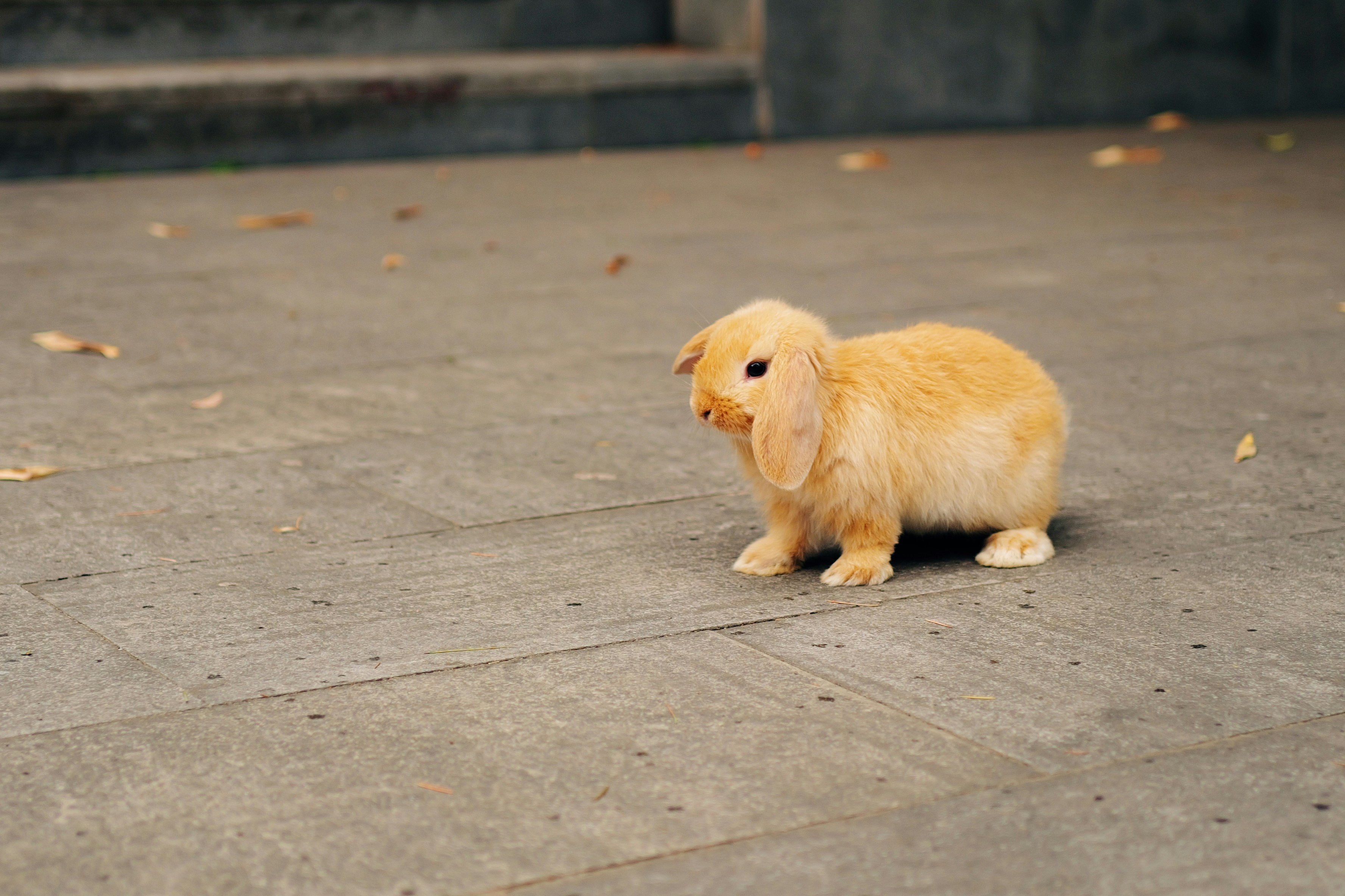 Soft-eyed Bunny on a Quiet Concrete Walk