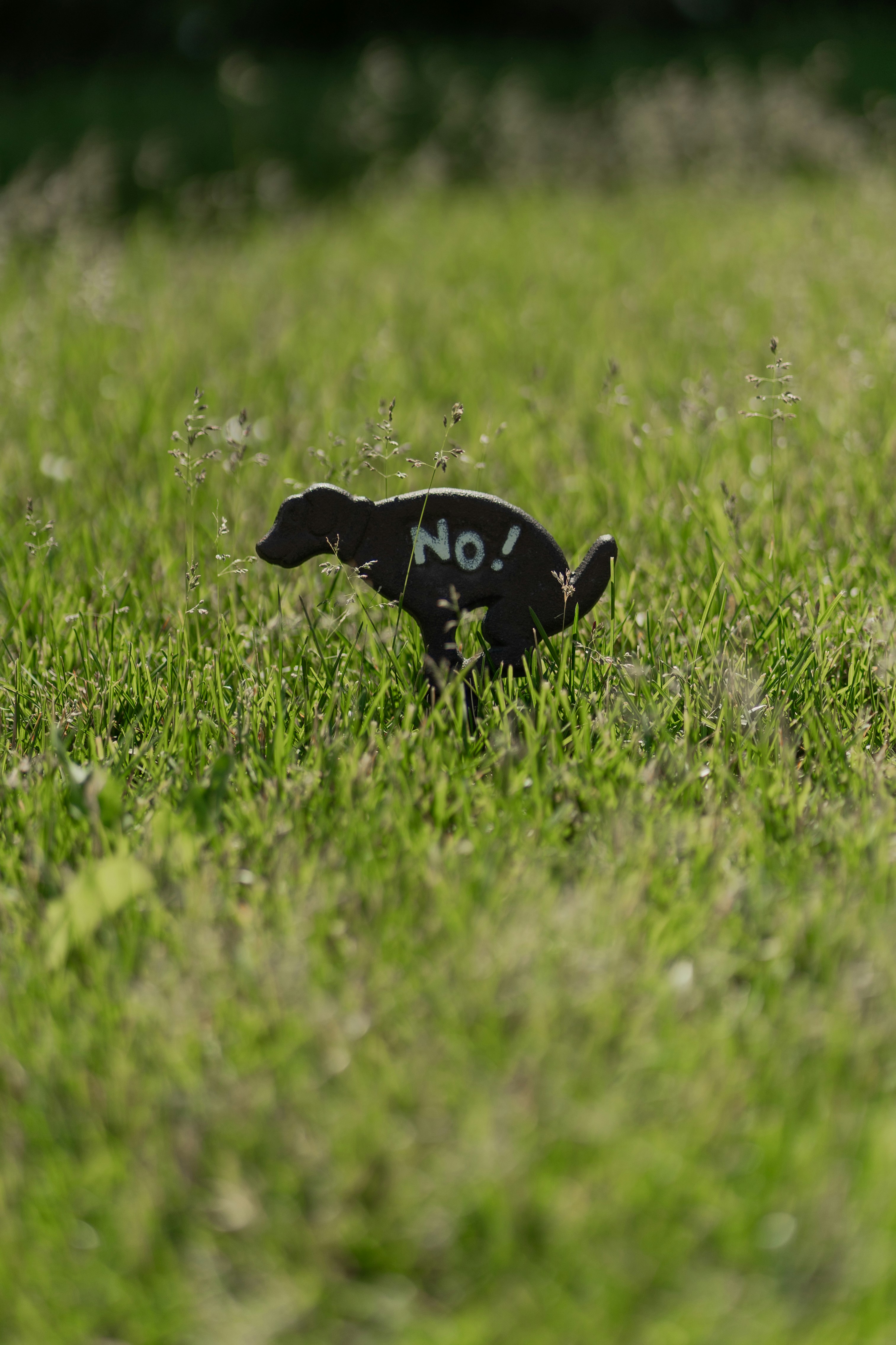 No. 1 Sentinel in a Sunlit Meadow