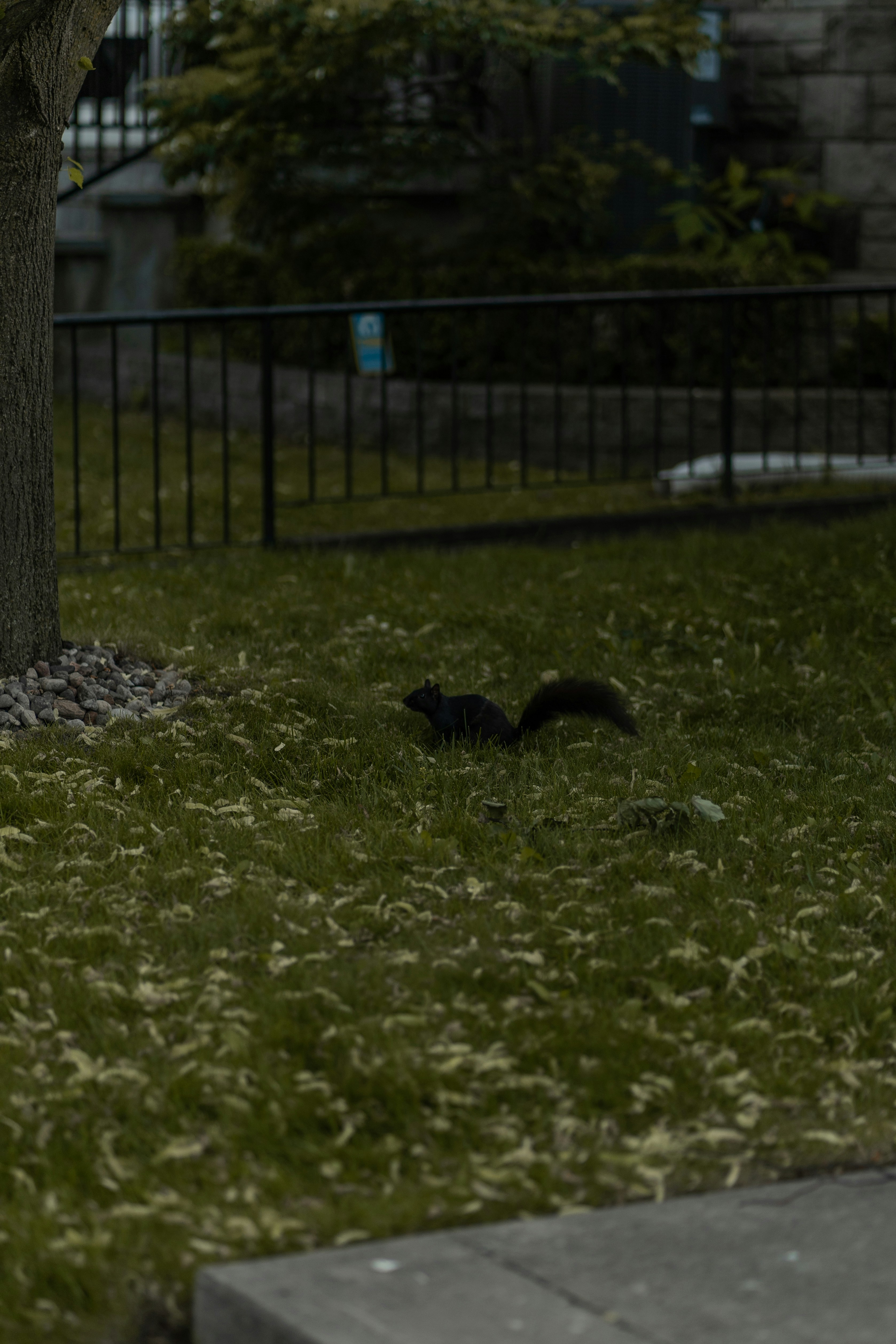 Dark Squirrel in a Quiet Park at Dusk