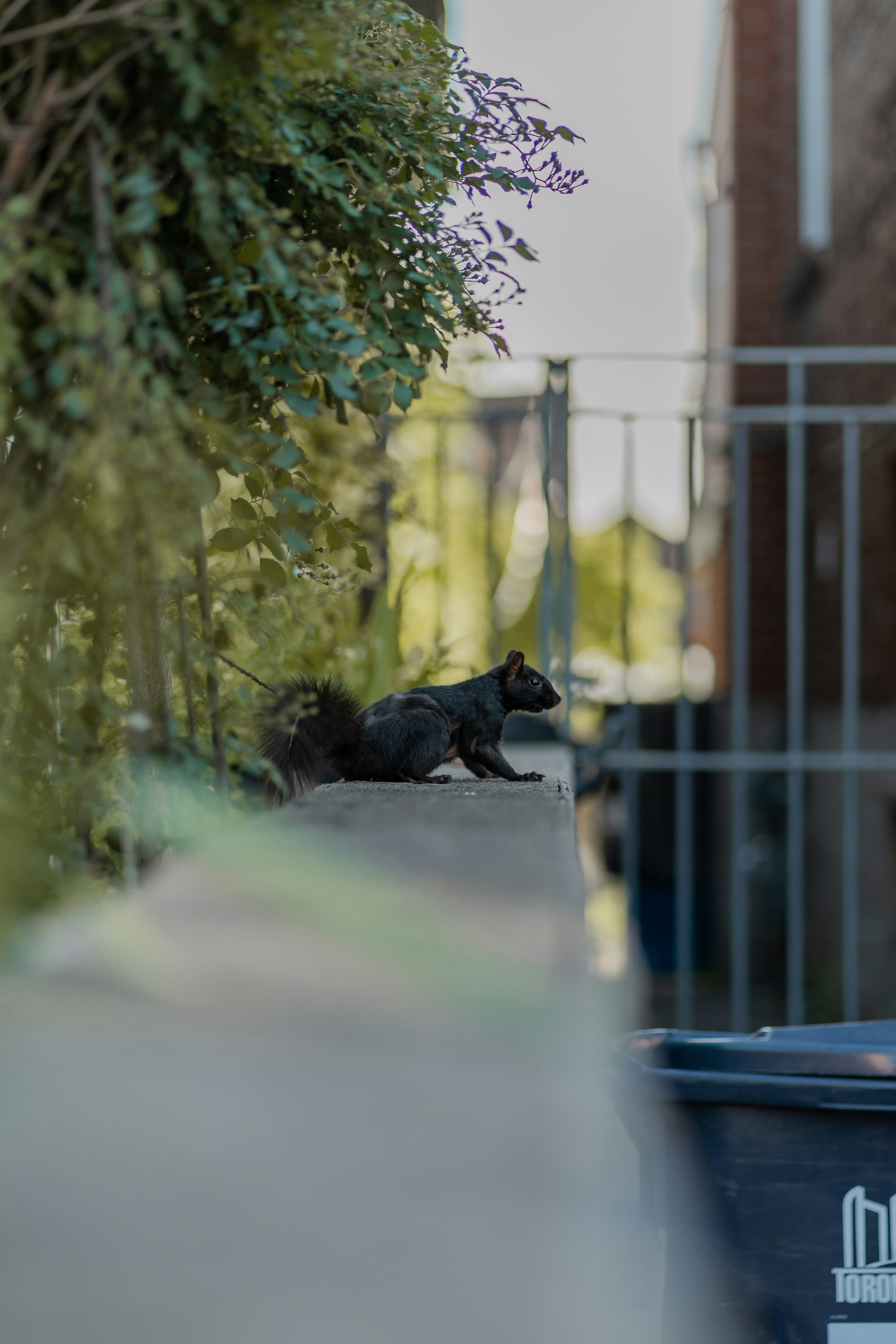 Urban Edge: Black Squirrel Perched on a Concrete Ledge