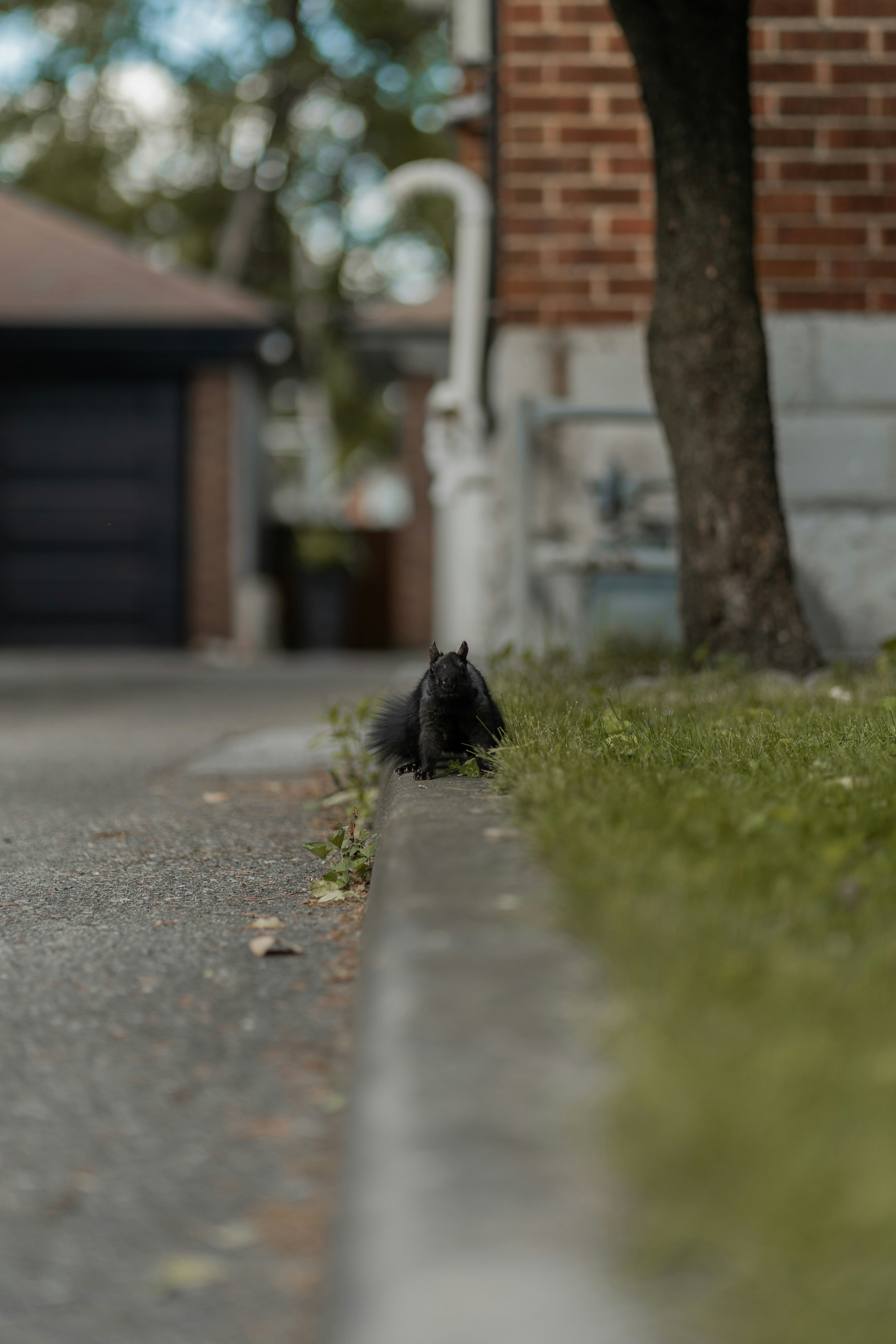 Urban Squirrel Pause: A Black Critter Halts at the Curb