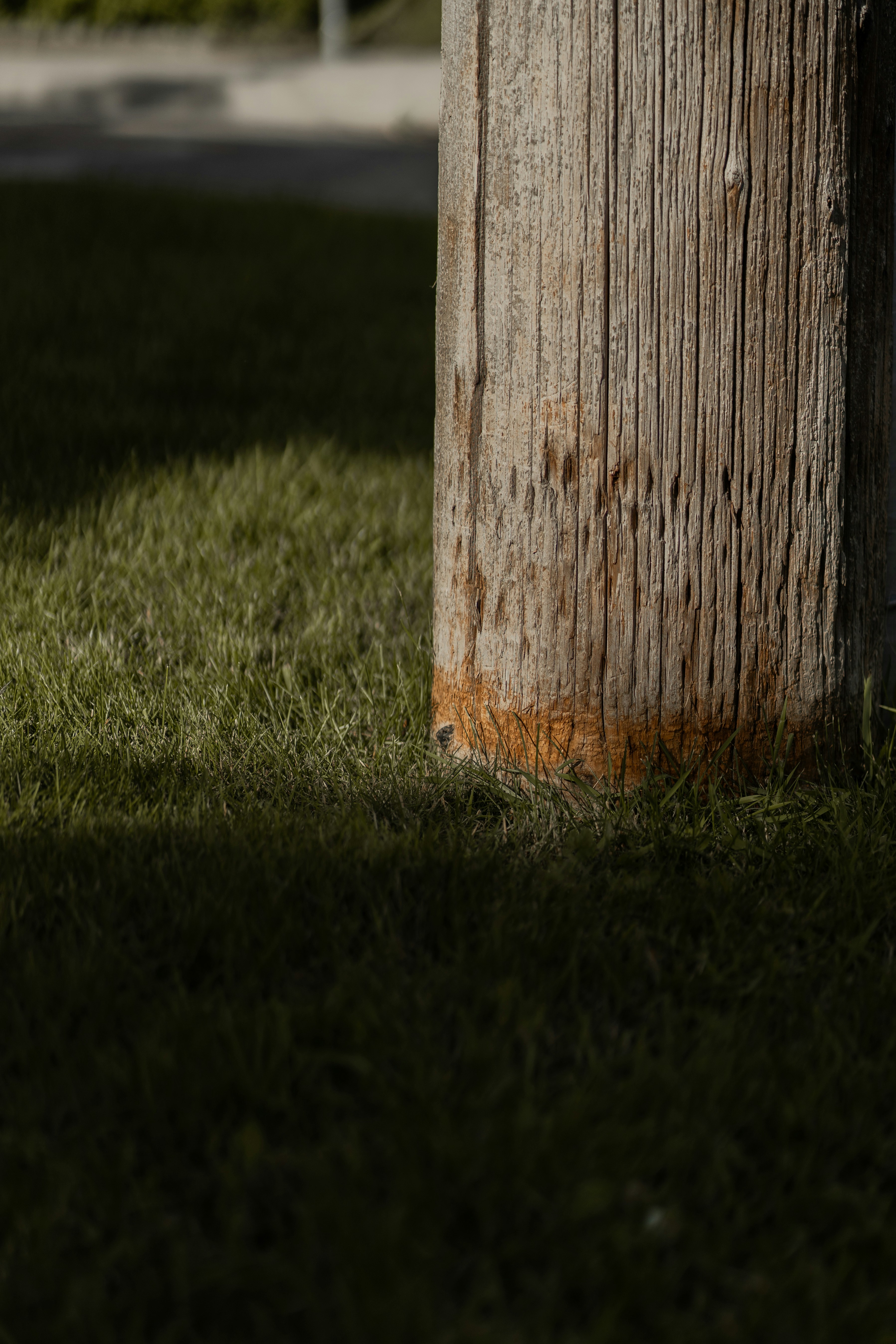 Weathered Timber and Shadowed Ground