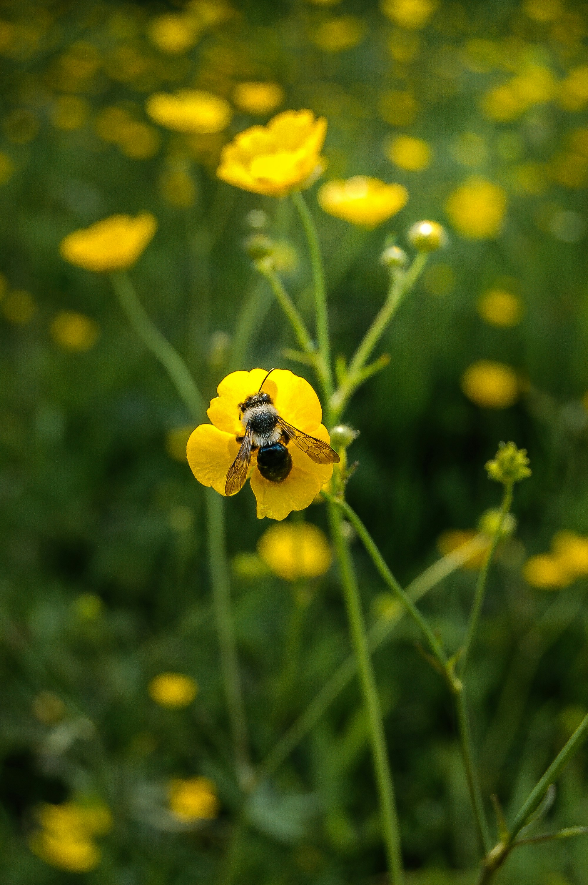 Golden Petal Rendezvous: A Bee Lingers on a Sunny Corolla