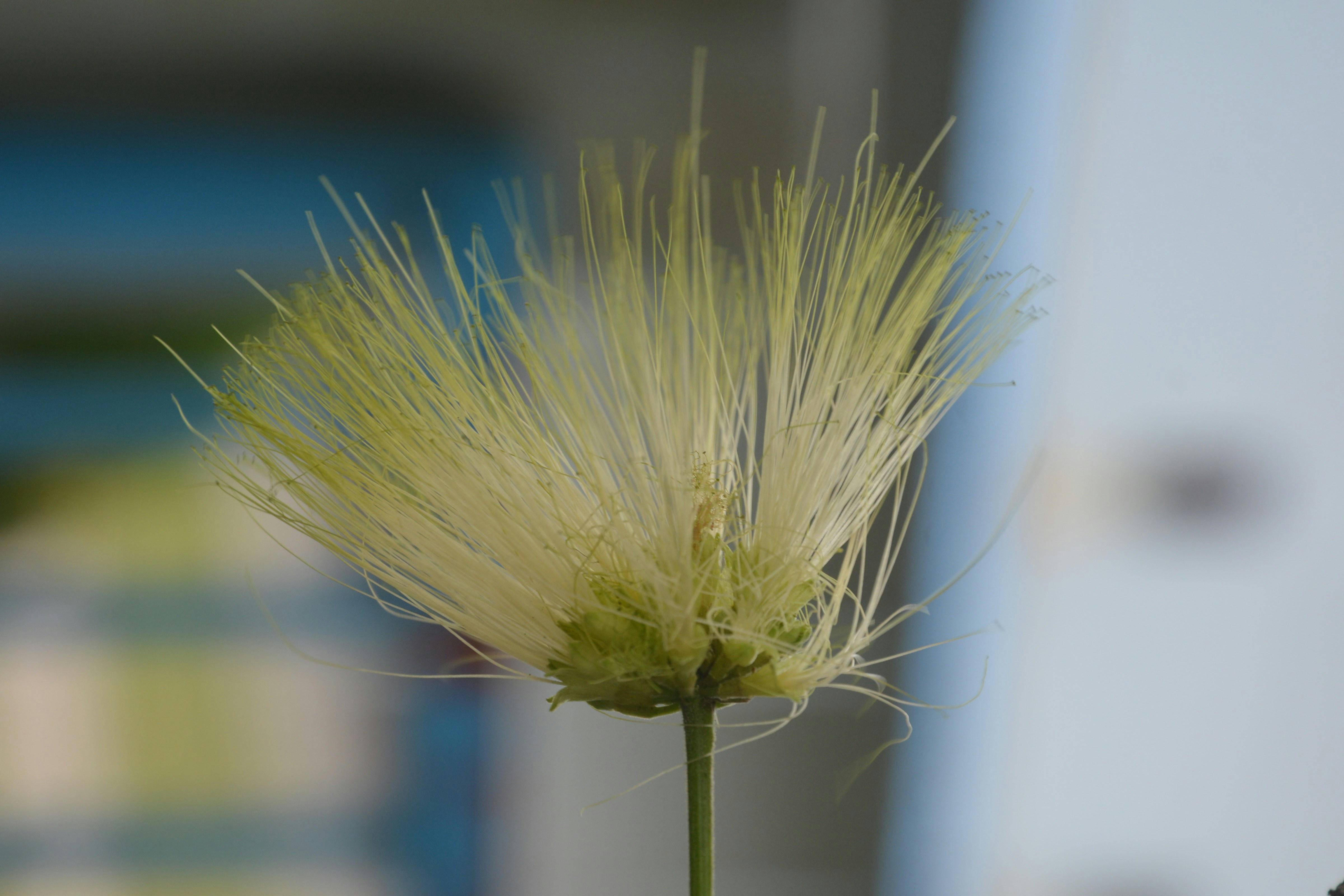 Dandelion Halo: Close-Up of Frayed Seed Filaments Against a Soft Urban Backdrop