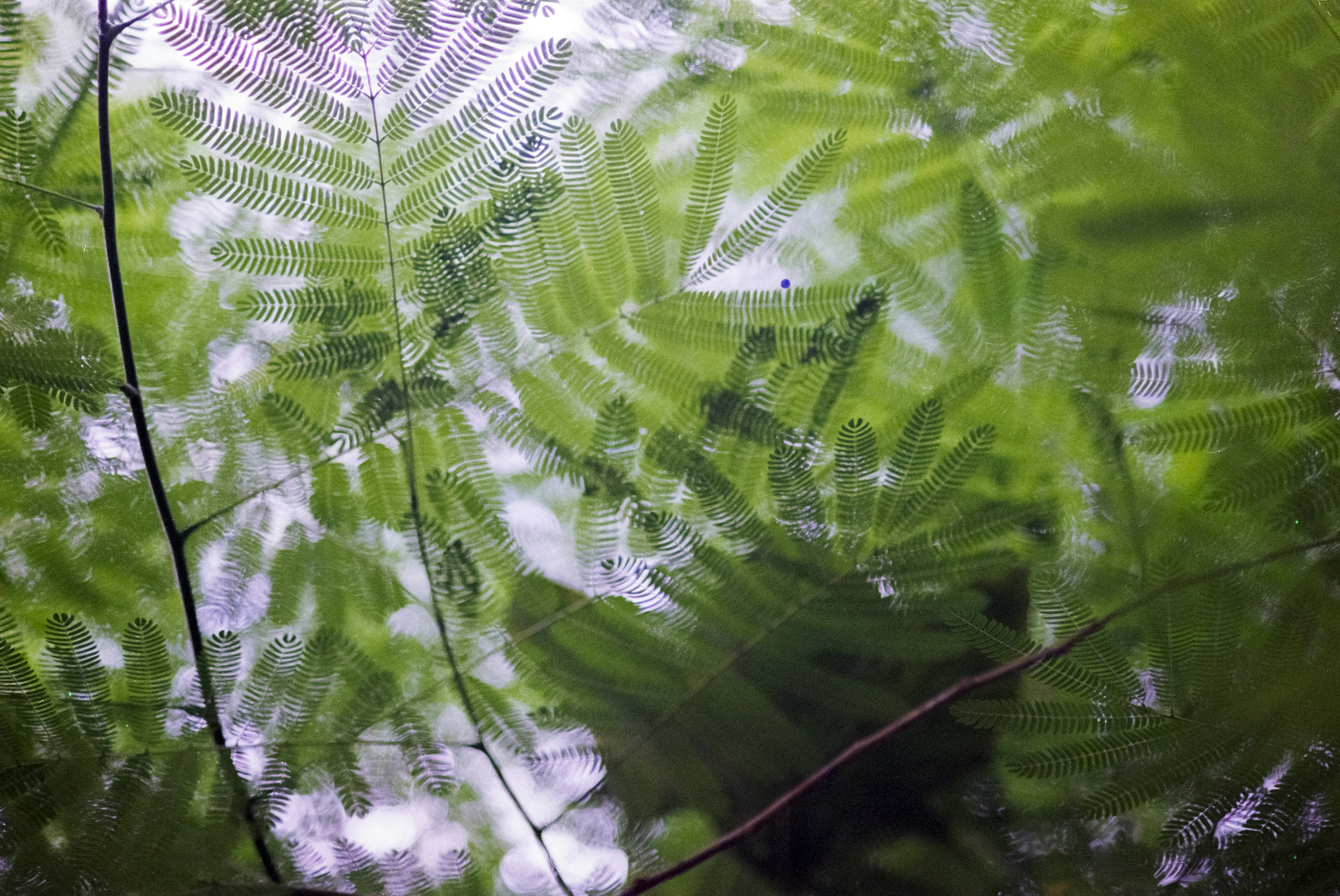 Lace of Light: Backlit Fern Fronds Through Glass