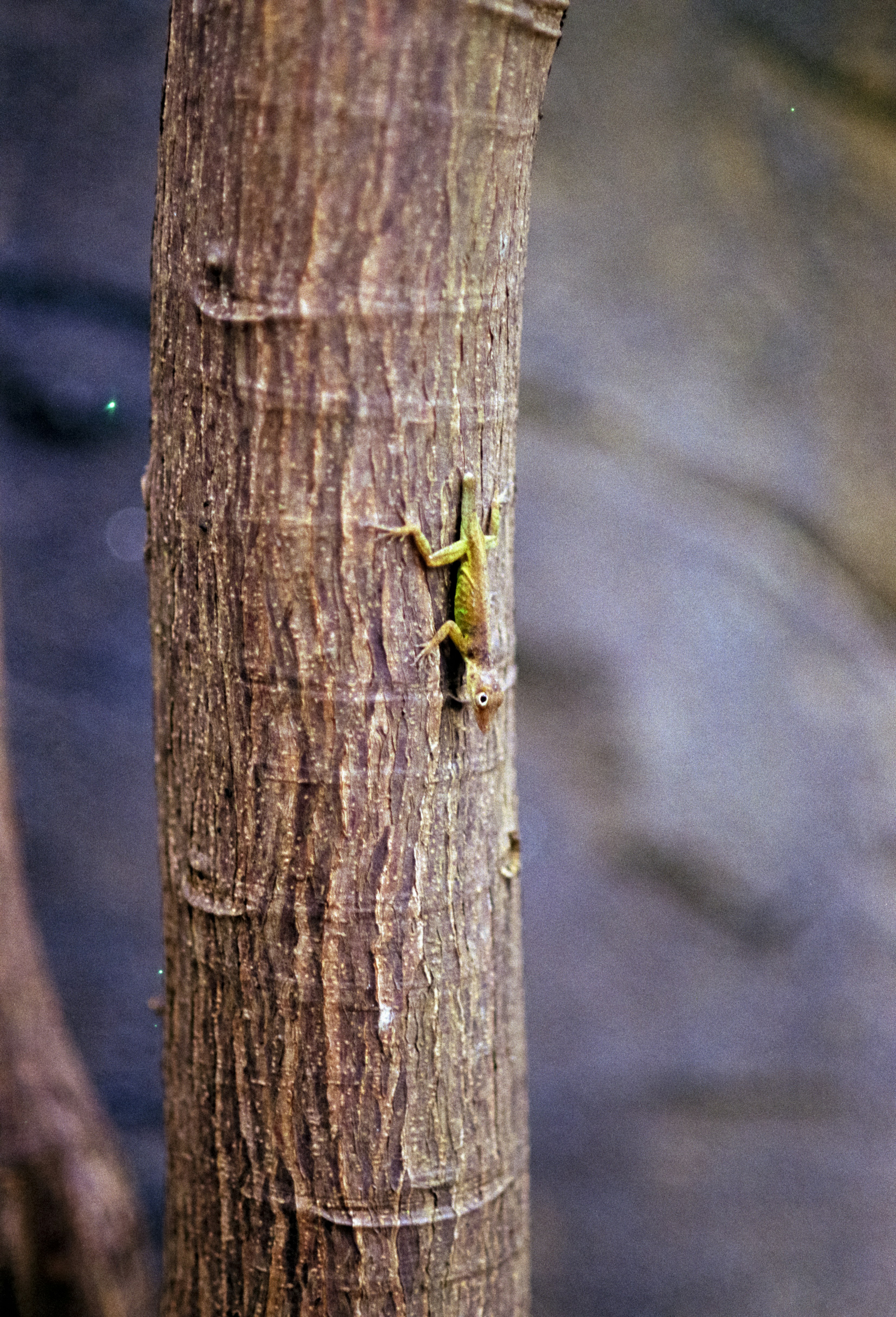 Emerald Gecko Clings to Weathered Bark: Close-Up on Texture and Hue