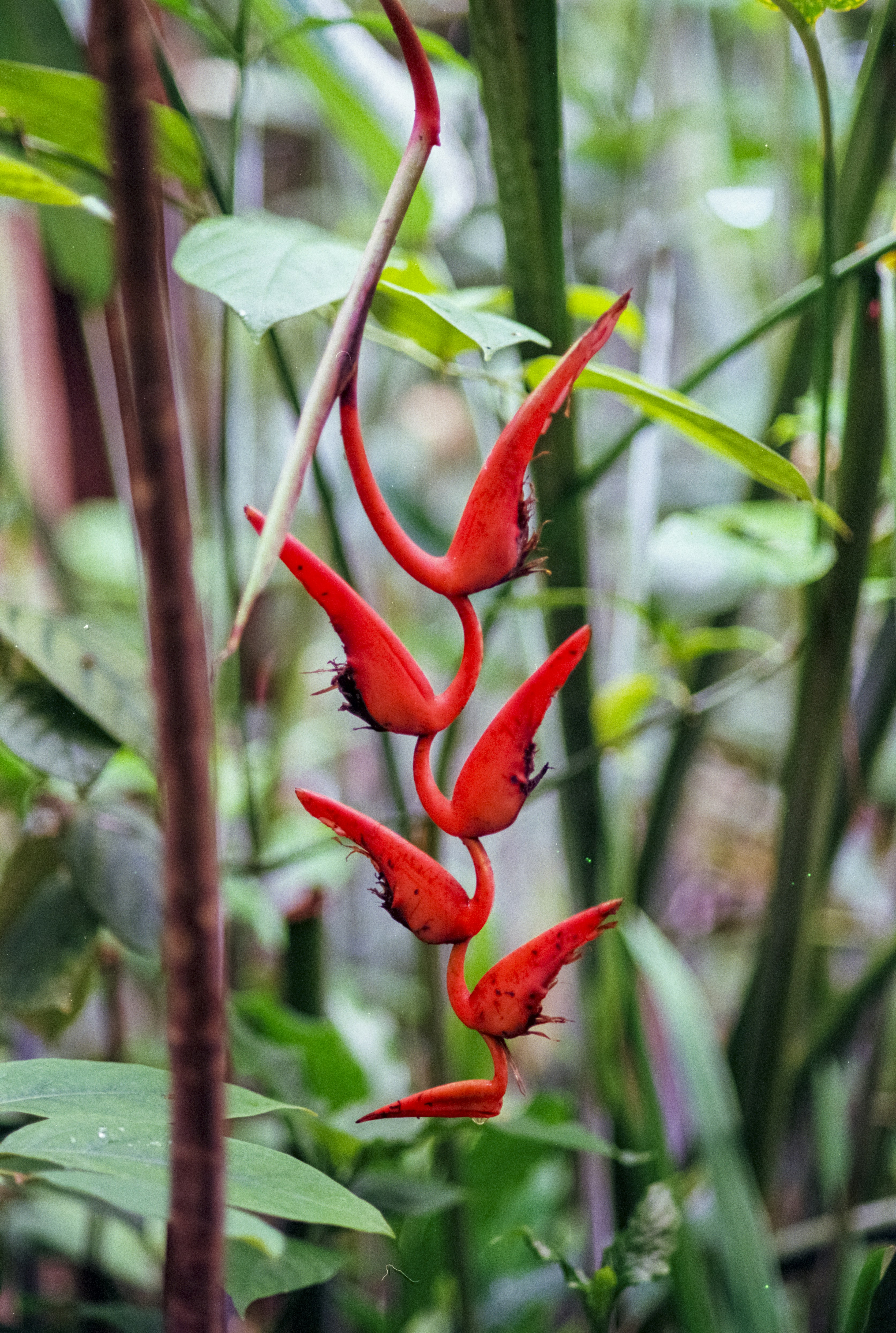Crimson Heliconia Spiral Amid Green Stalks