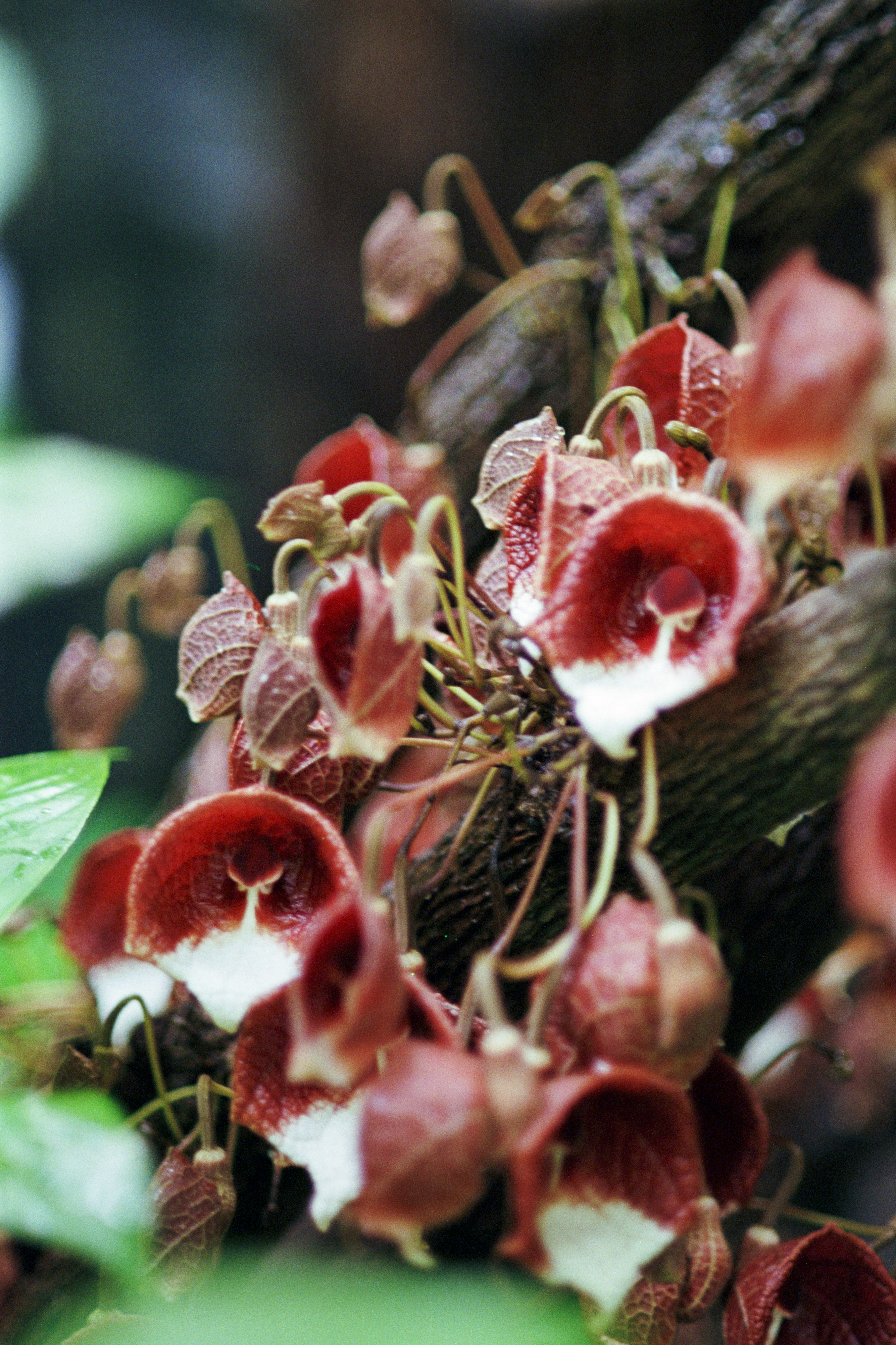 Crimson Velvets on a Mossy Twig