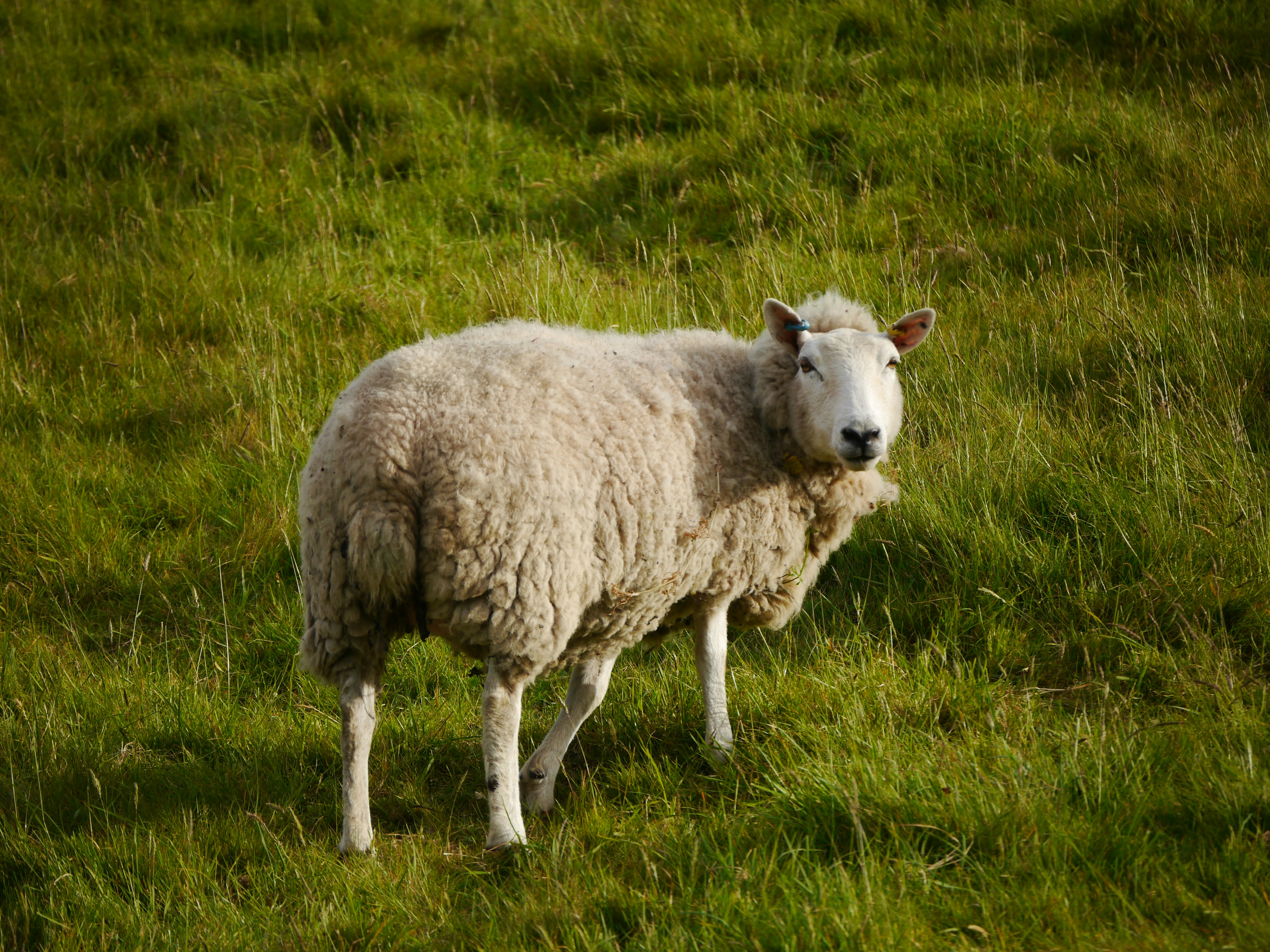 A white sheep standing in a grassy field photo – Free Animal Image on ...