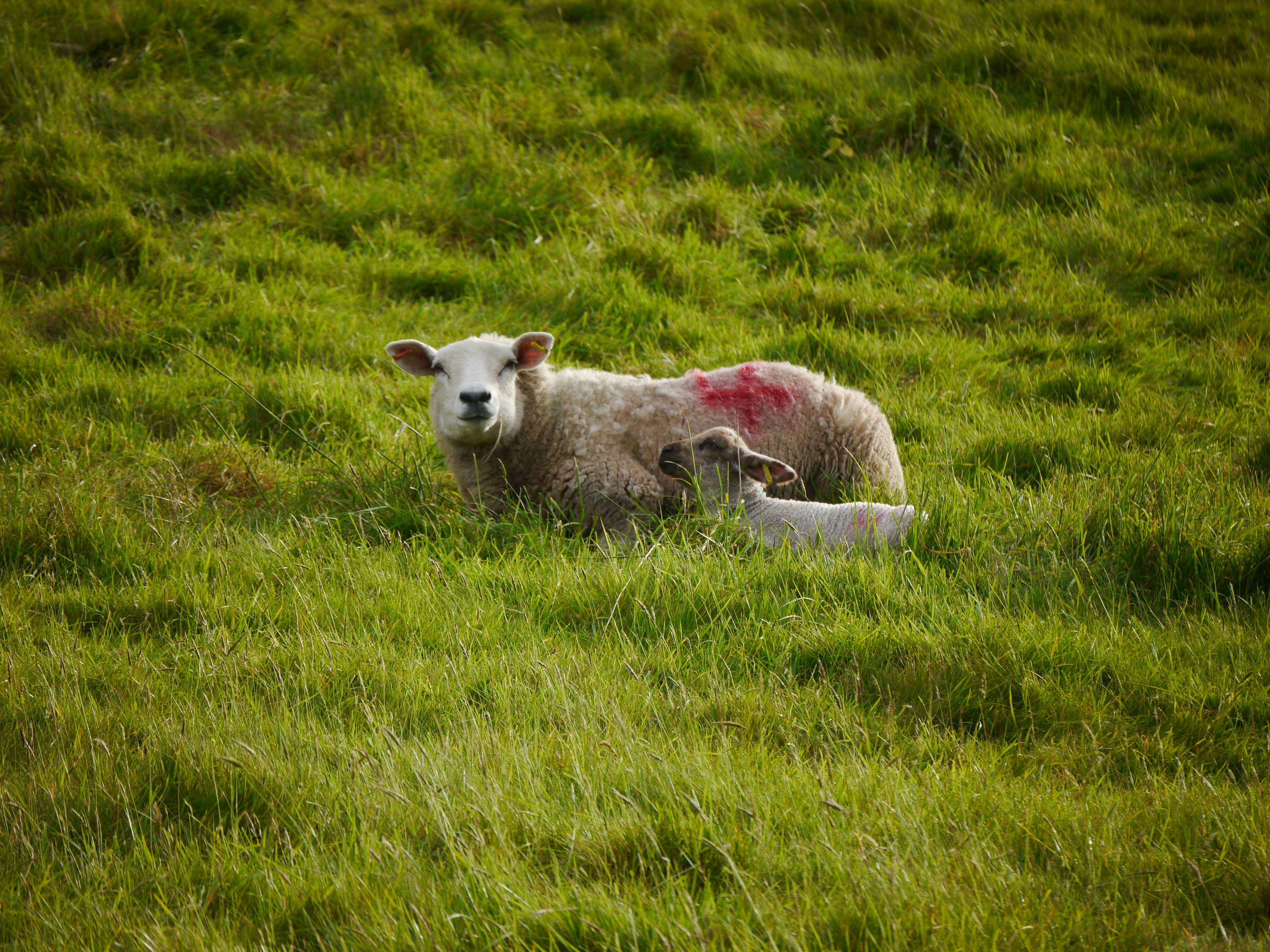 Cute Sheep Pictures | Download Free Images on Unsplash