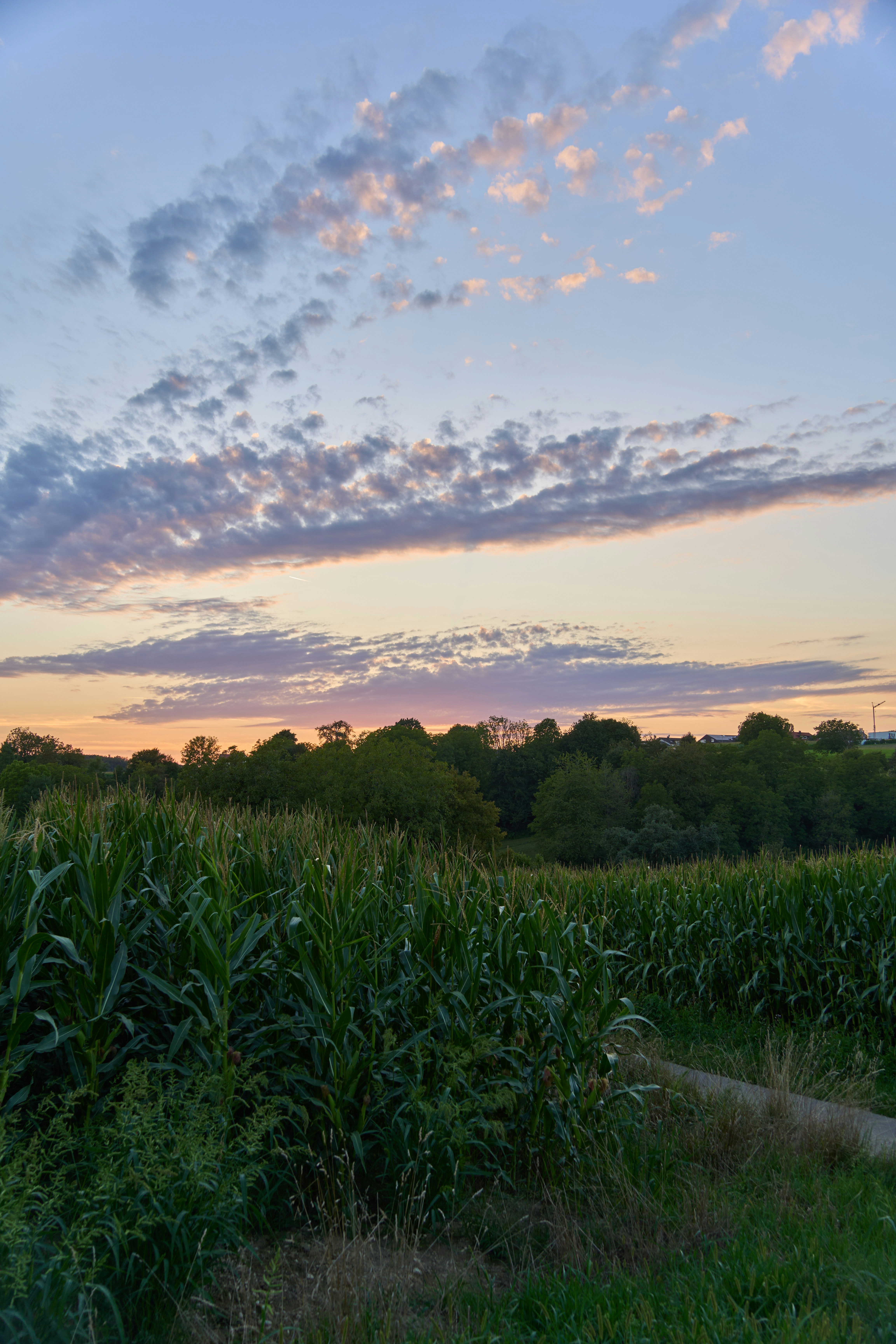 A fire hydrant in the middle of a corn field photo – Free Grey Image on ...