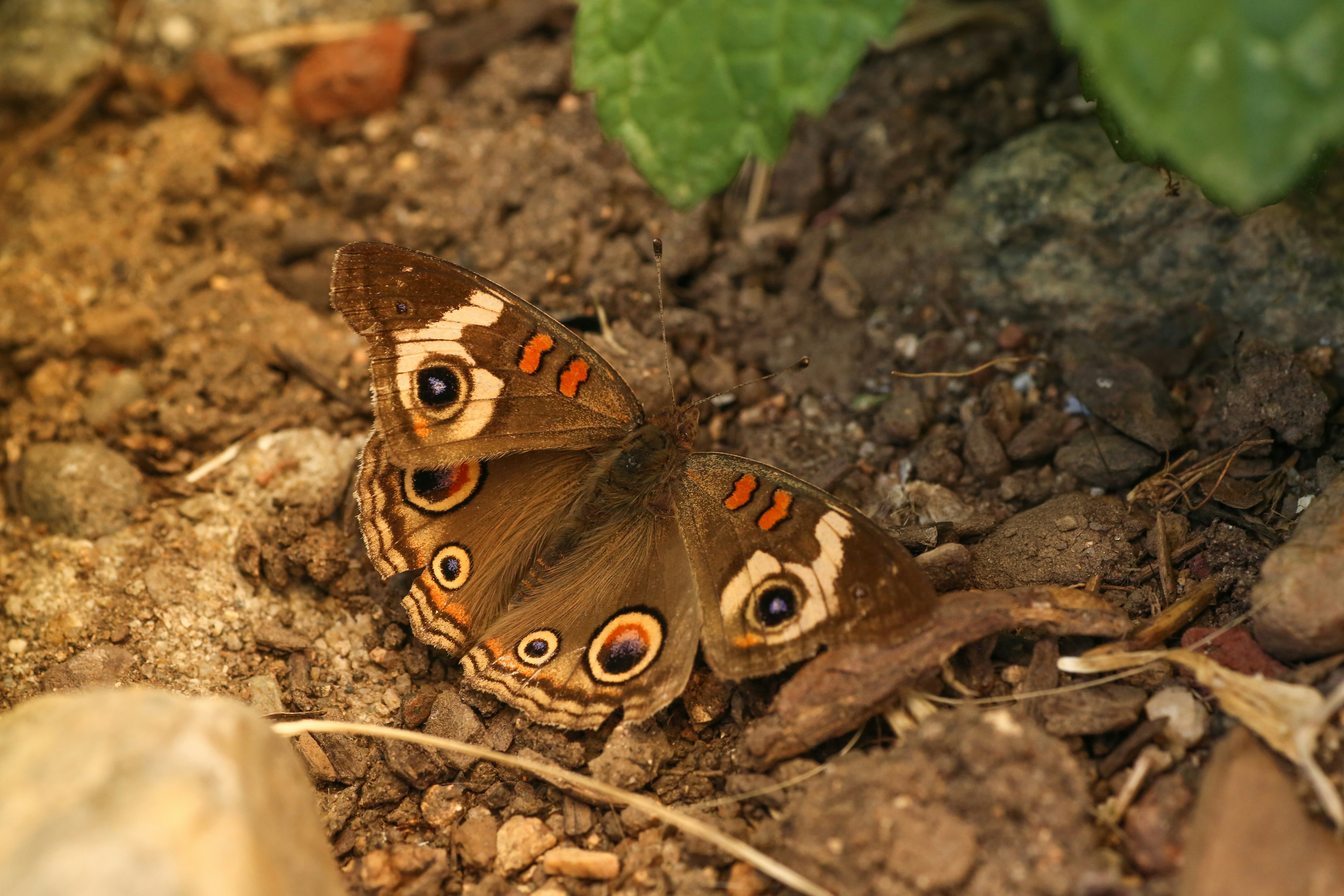Hinged Grace: A Pair of Peacock-Eyed Wings Resting on Earth-Streaked Soil
