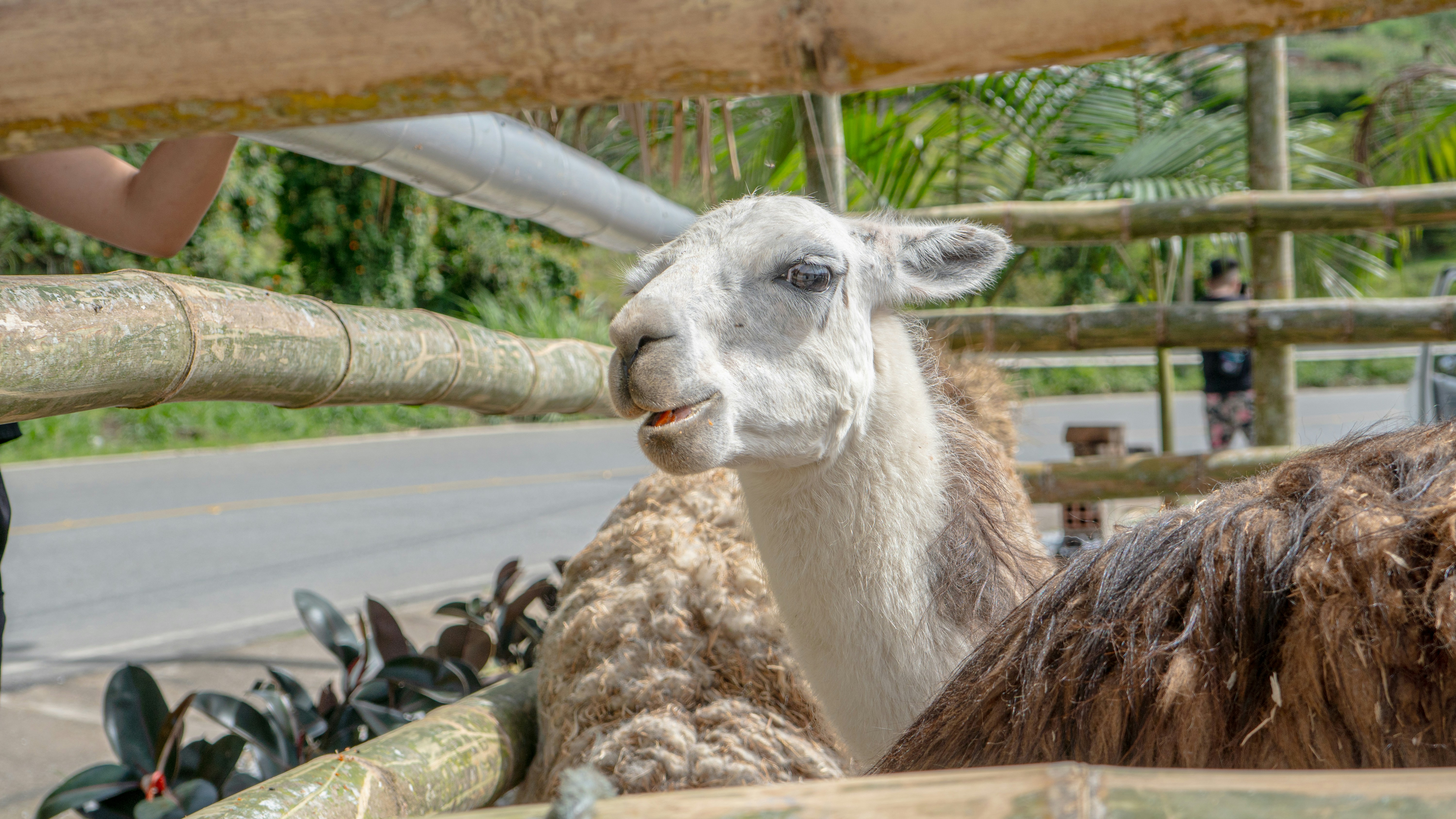 White-faced llama Peers Over a Rustic Fence by the Road